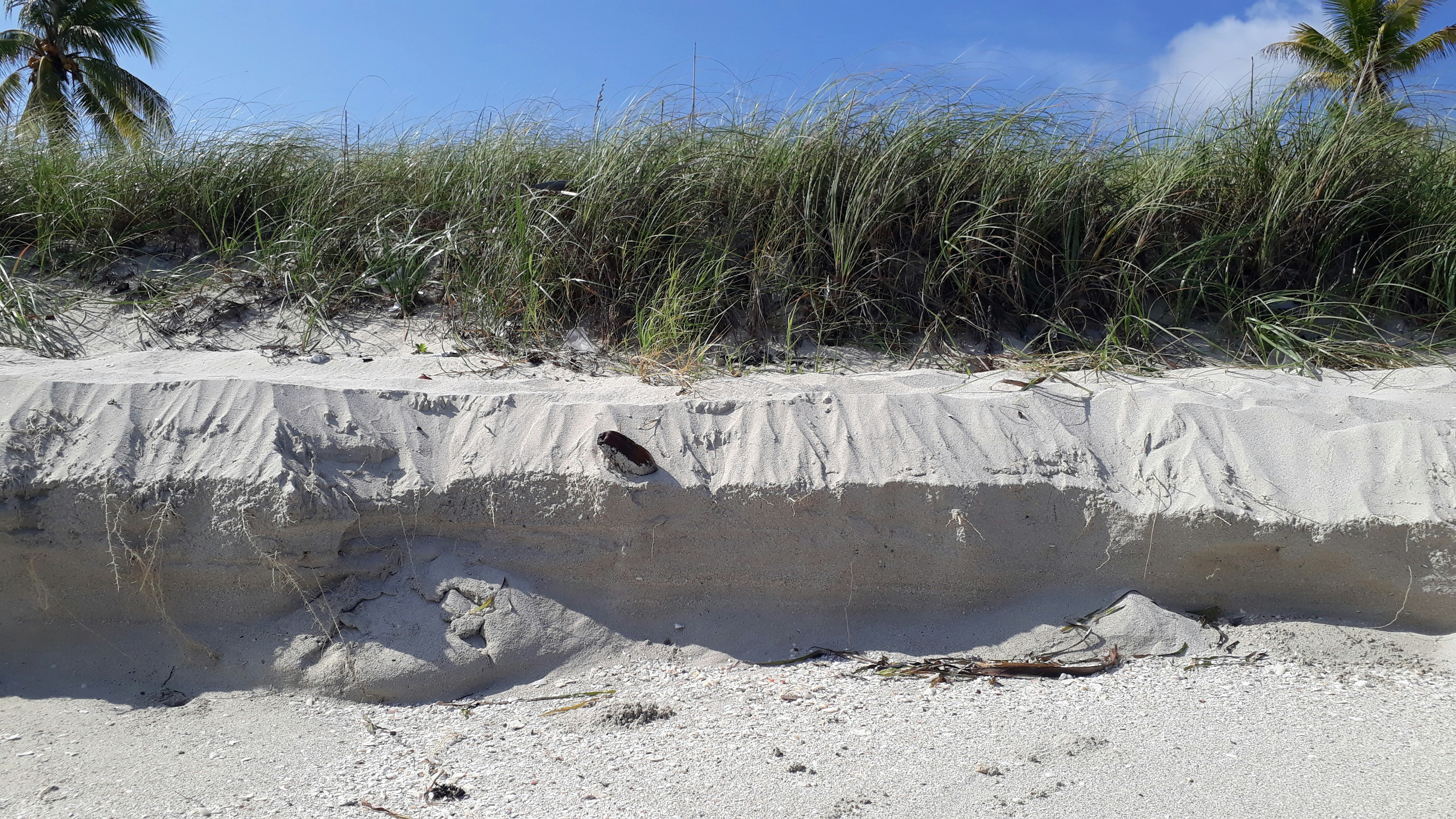 Photograph of a sandy dune topped with grasses and a small hollow in the dune face, under a clear blue sky.