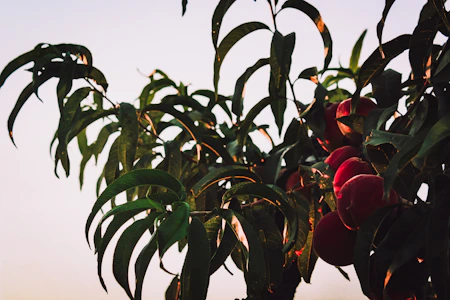 Dusk Peaches: A Ruby Cluster Nestled Among Leafy Backlight