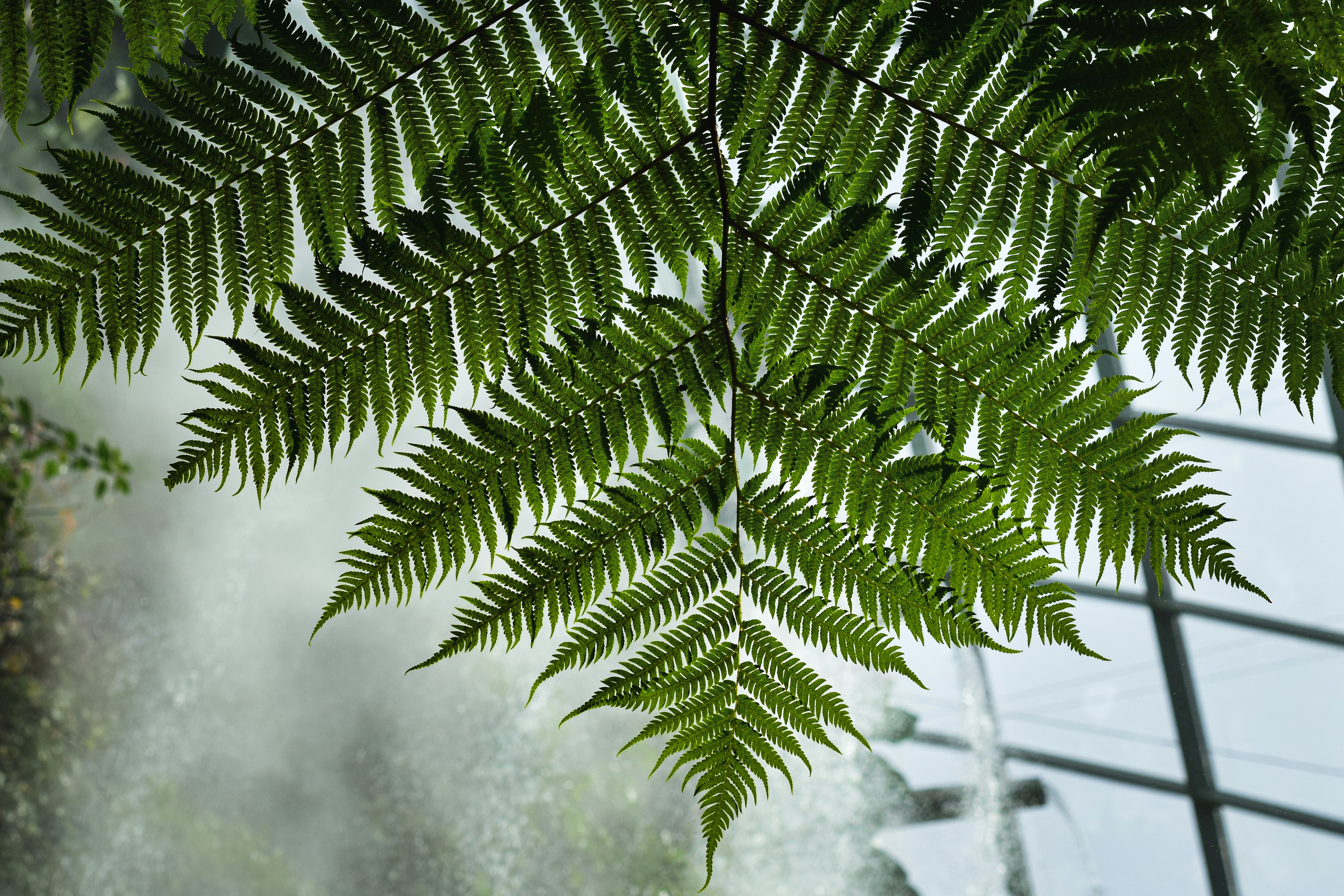 Fronds in Focus: Diving into a Glasshouse Canopy
