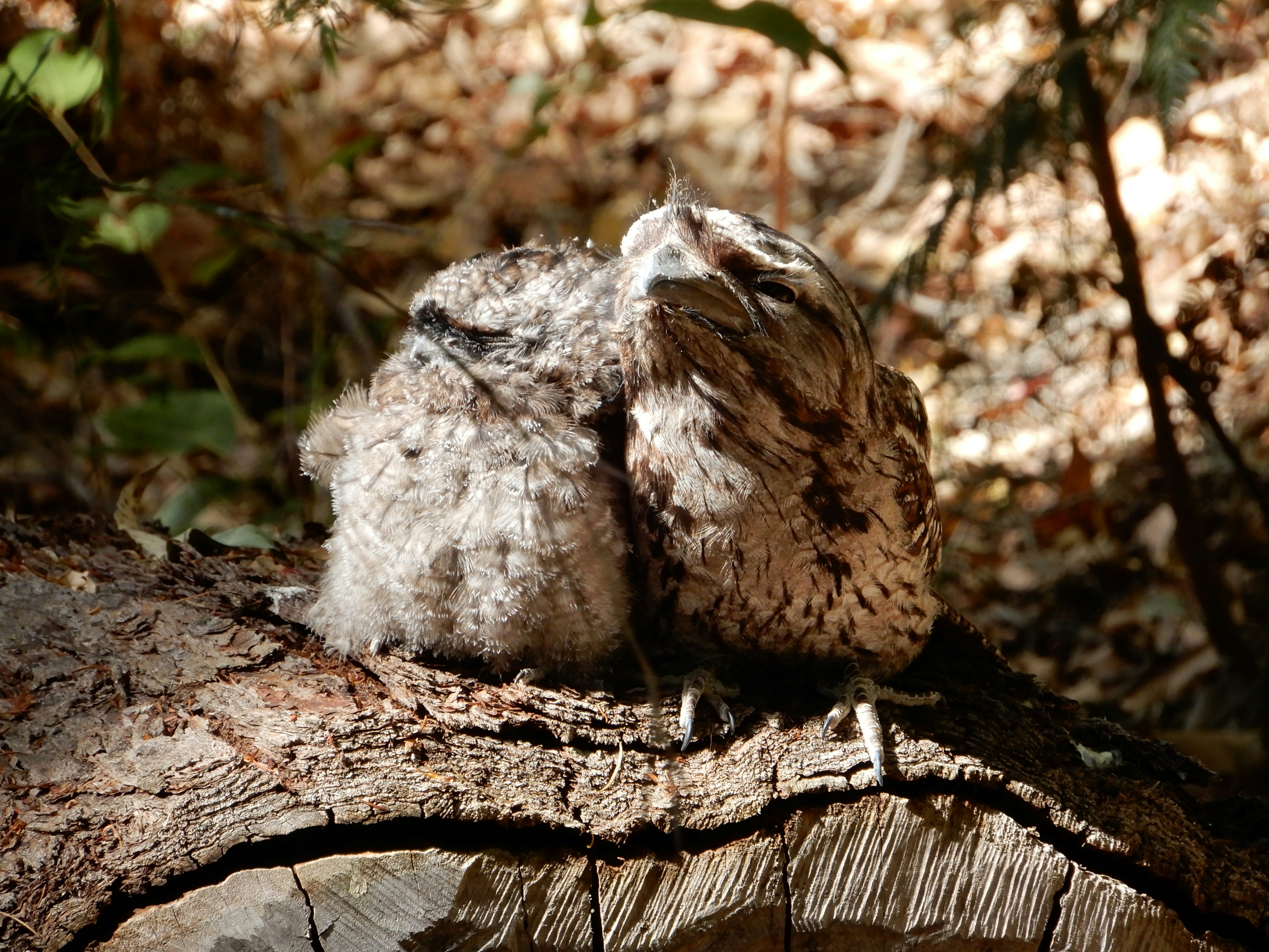 Drowsy Duo on a Mossy Log: Owls Rest in Dappled Light