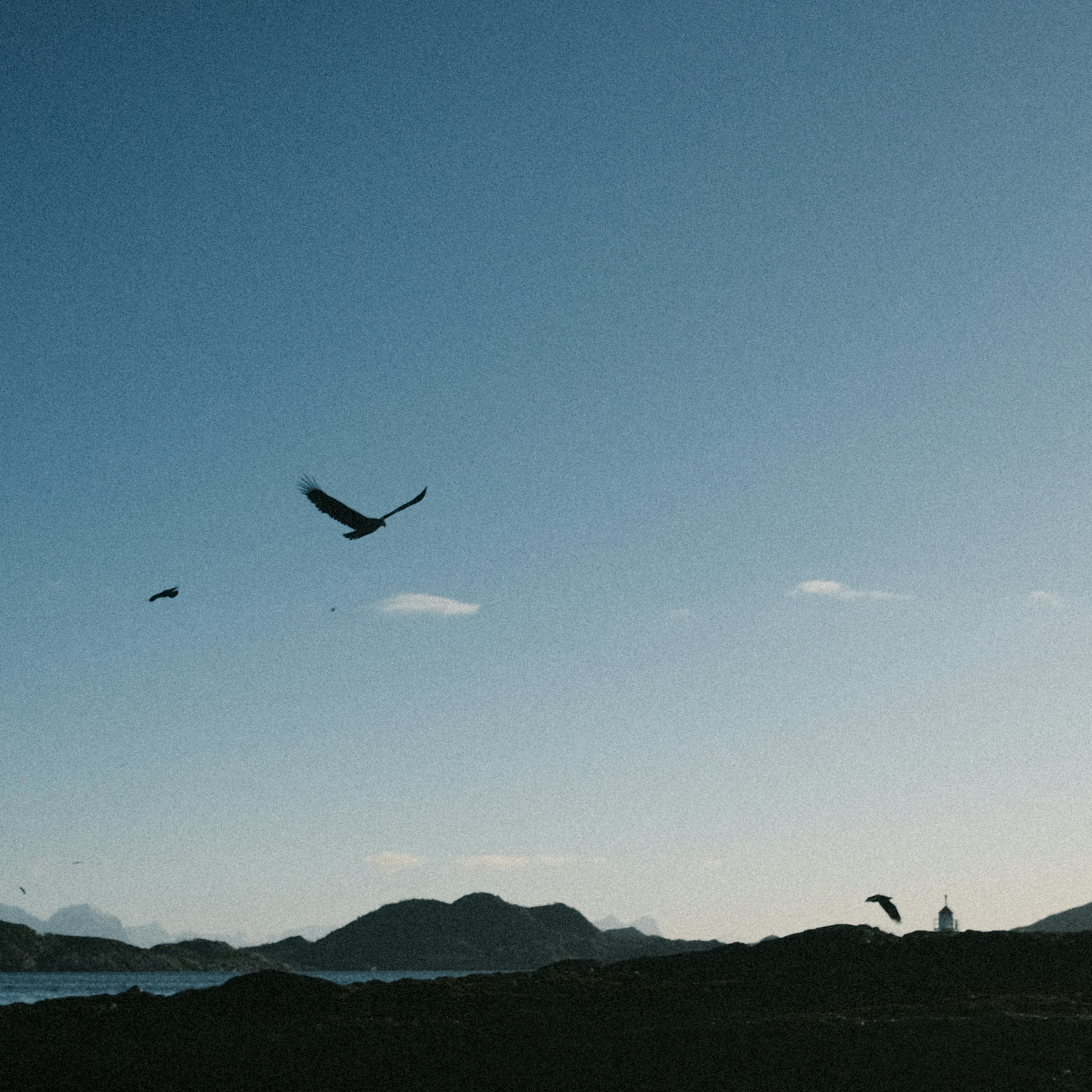 Azure Flight Over a Rugged Coastal Horizon