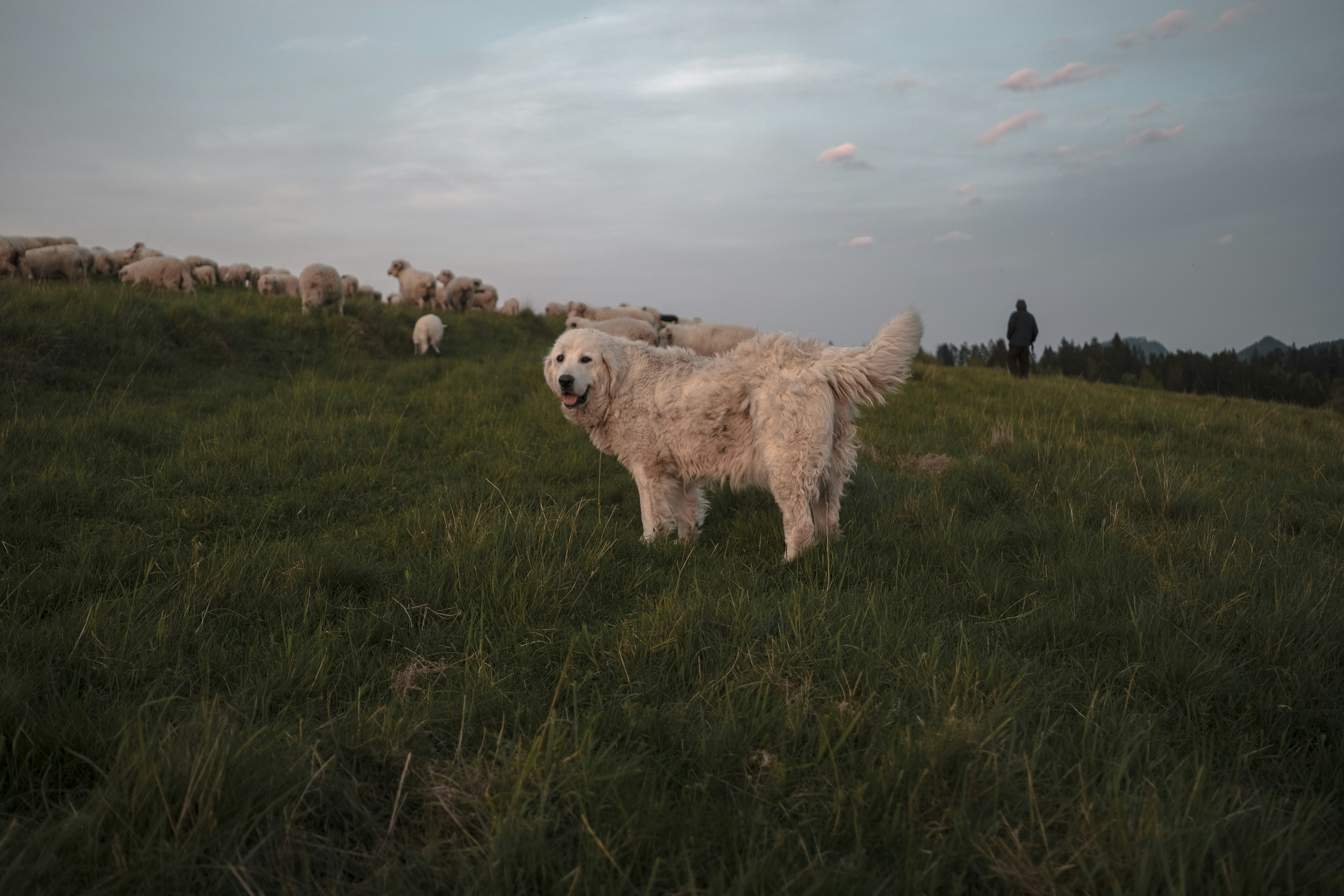 Dusk Meadow Sentinel: A White Sheepdog Among Grazing Flock