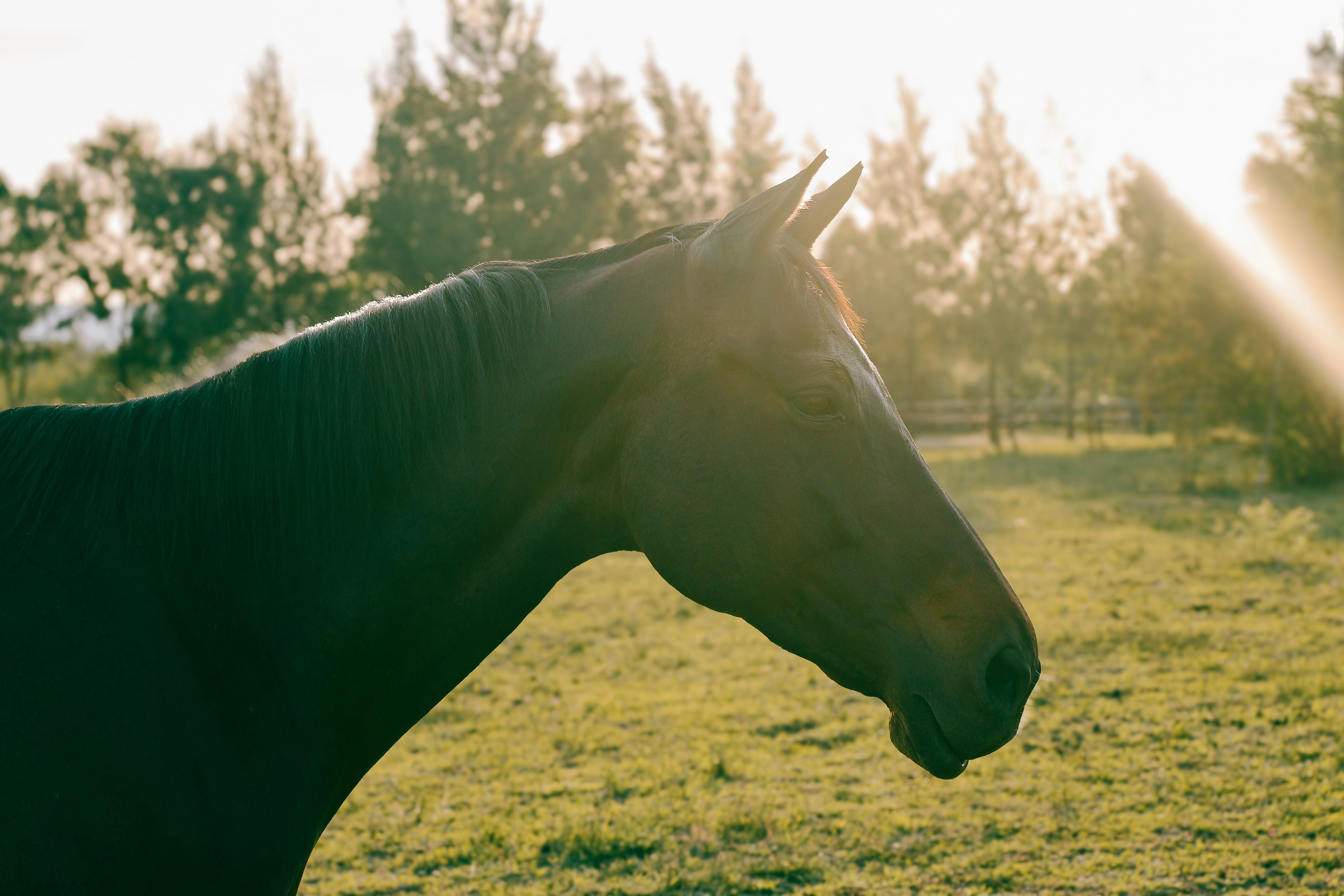Headshot taken during the calm moments of the afternoon as the sun begins to set for the evening.