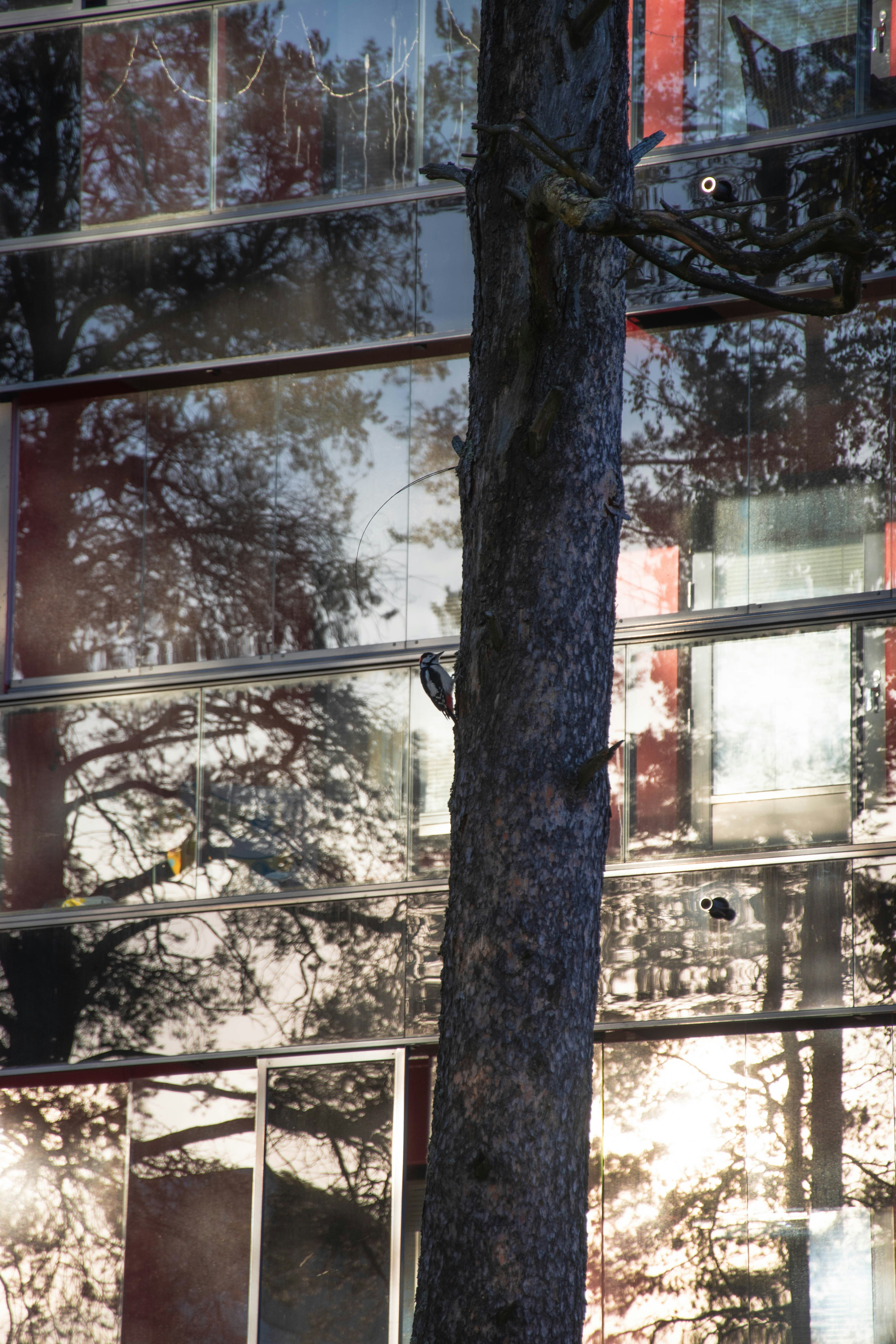 Tree in Front of Modern Glass Building Reflects a Quiet Urban Moment