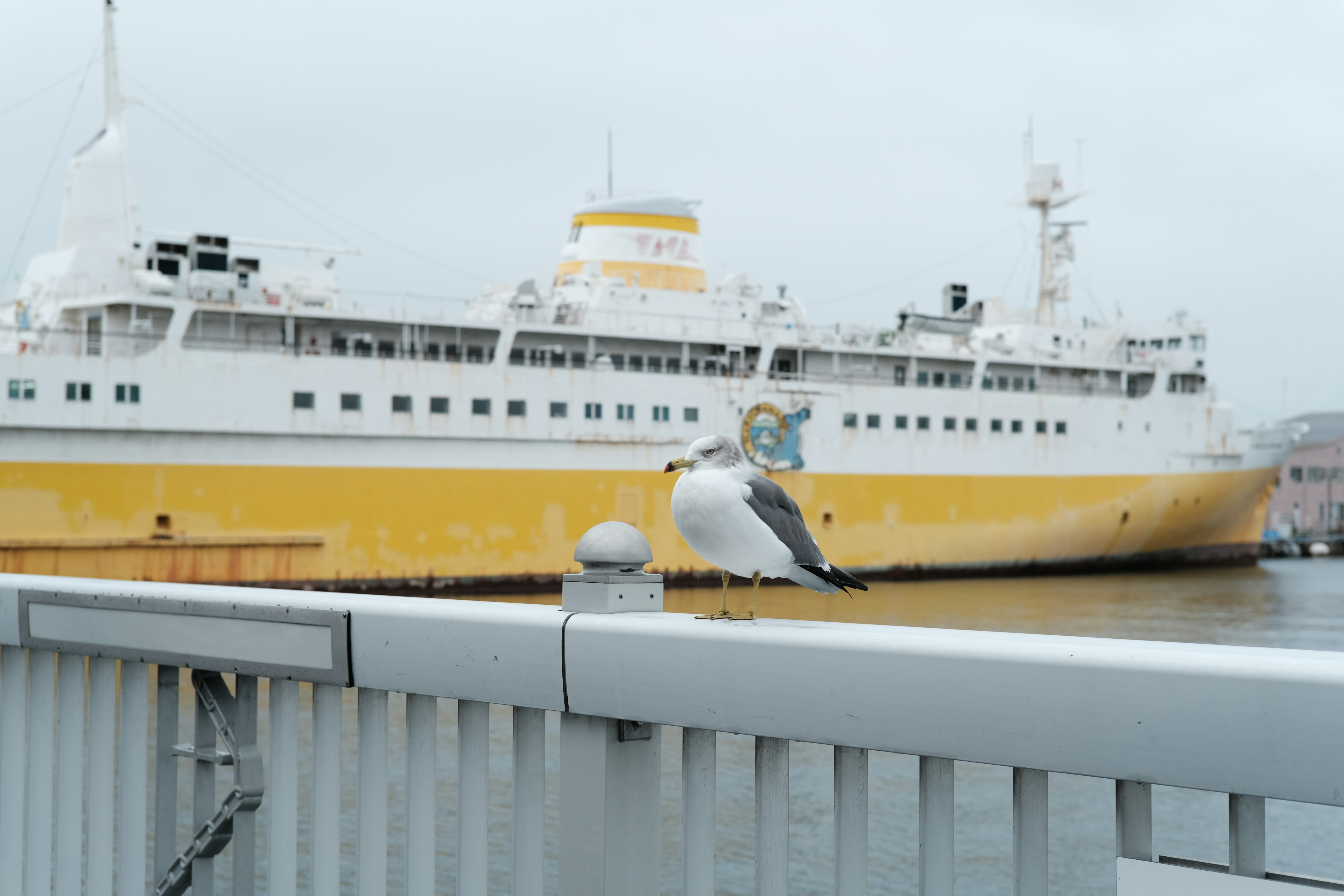 Seagull at the Rail: Quiet Harbor Moment with a Yellow Ferry in the Background