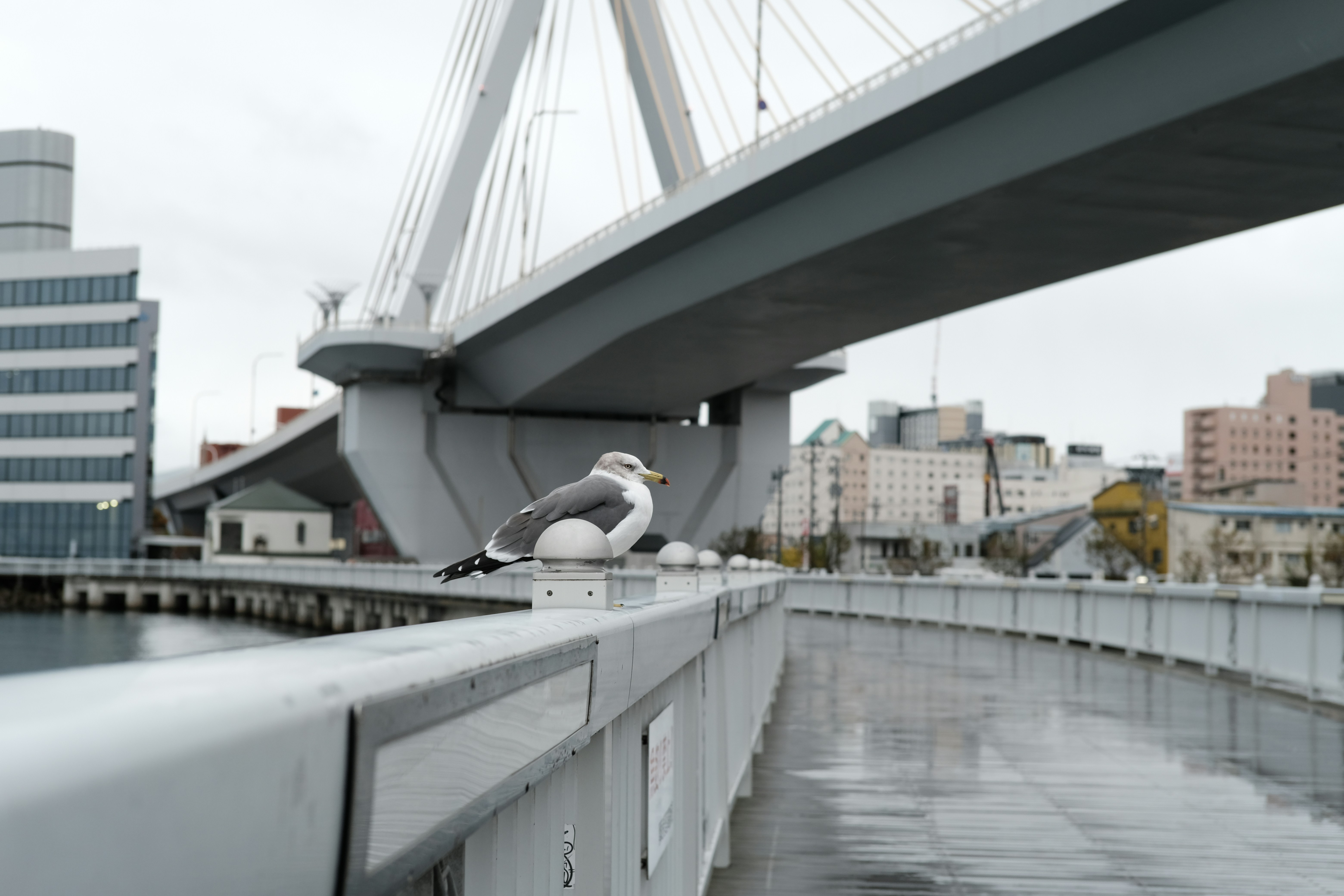 Seagull Watch on a Riverside Bridge Beneath a Cable-Arch Span