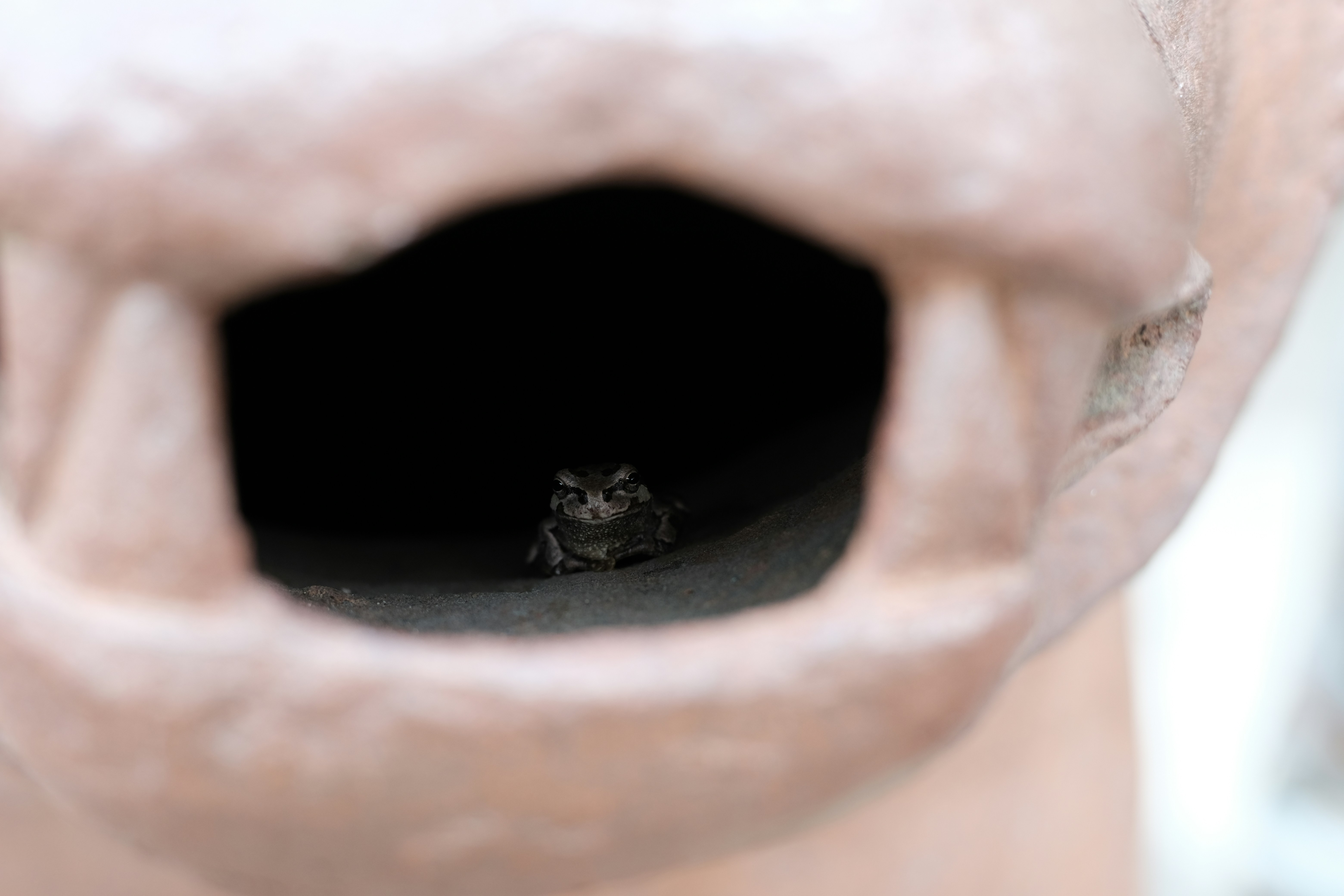A Curious Encounter in the Stone Mouth