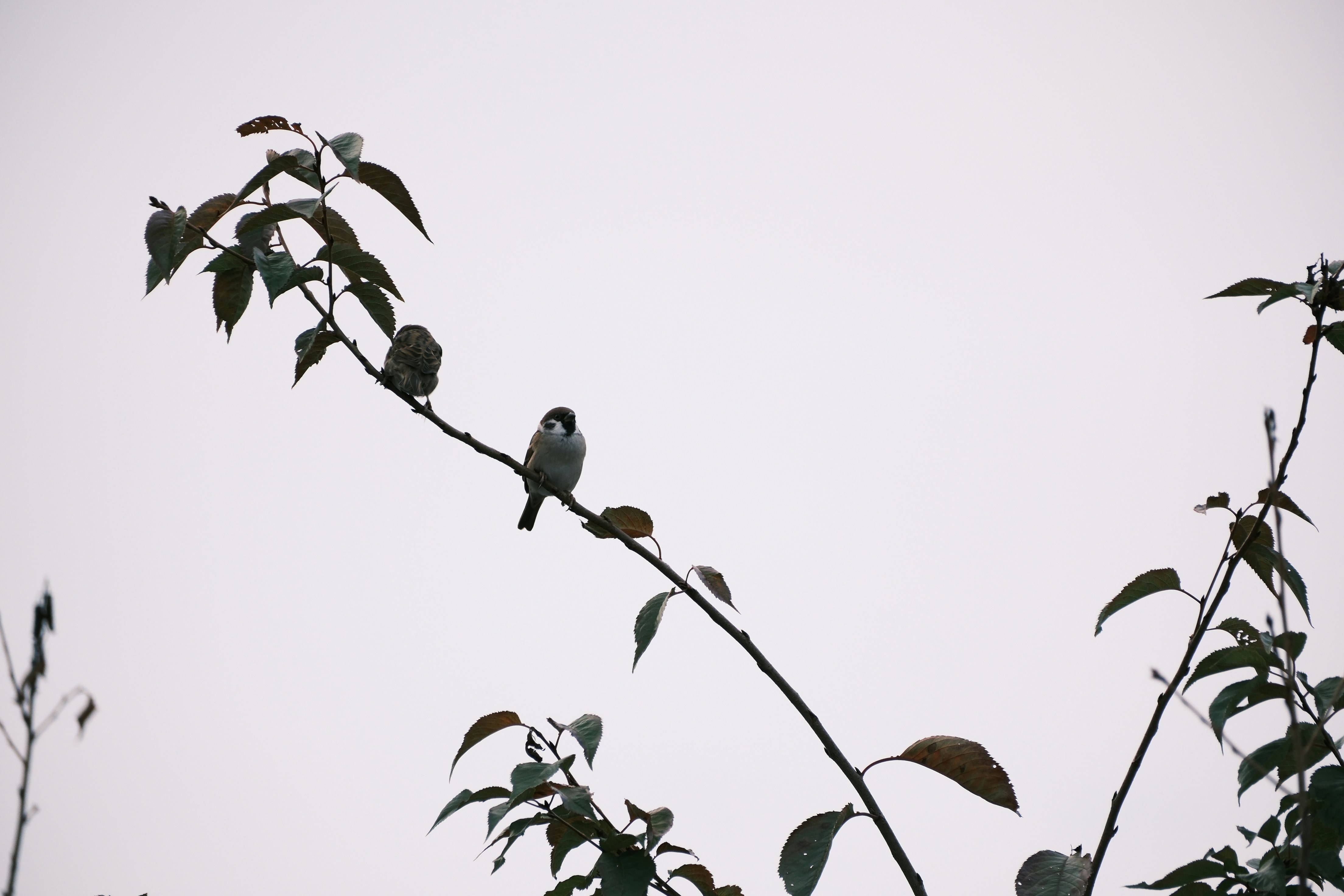 Perched in Pale Silence: A Tiny Songbird on a Slender Branch
