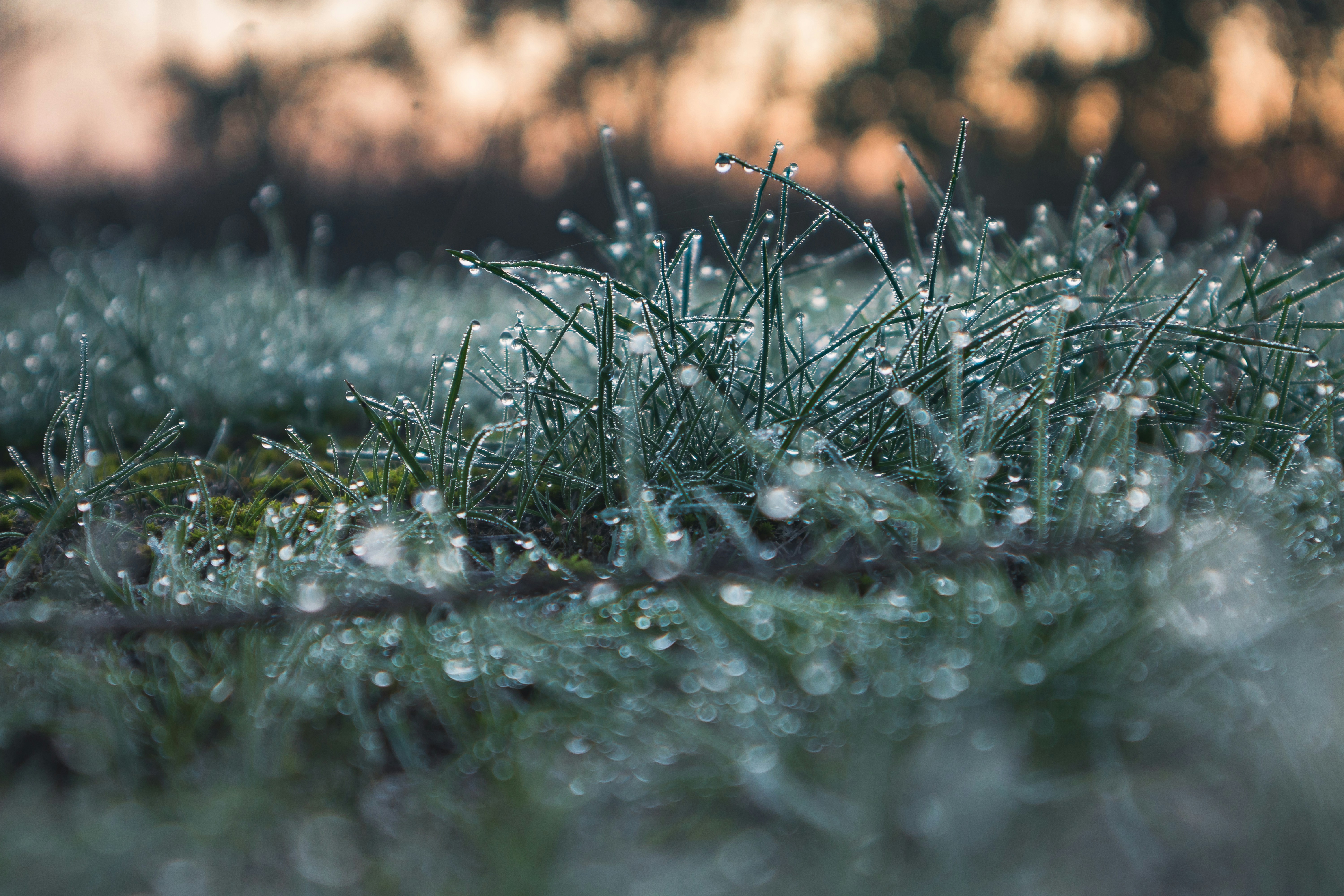 A close up of a grass covered in dew photo – Free Grey Image on Unsplash