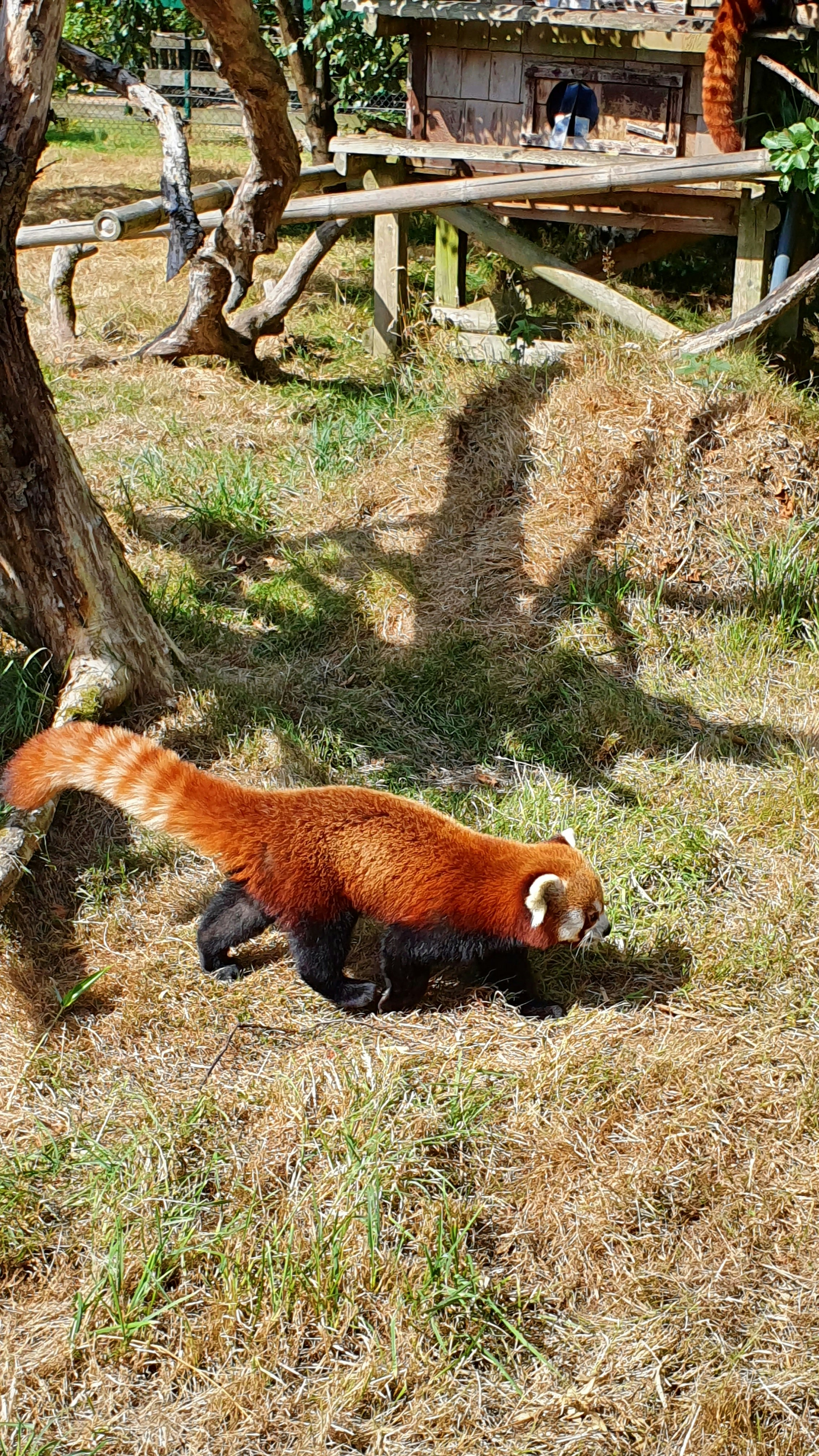 Un panda roux marchant à travers un champ couvert d’herbe photo – Photo ...