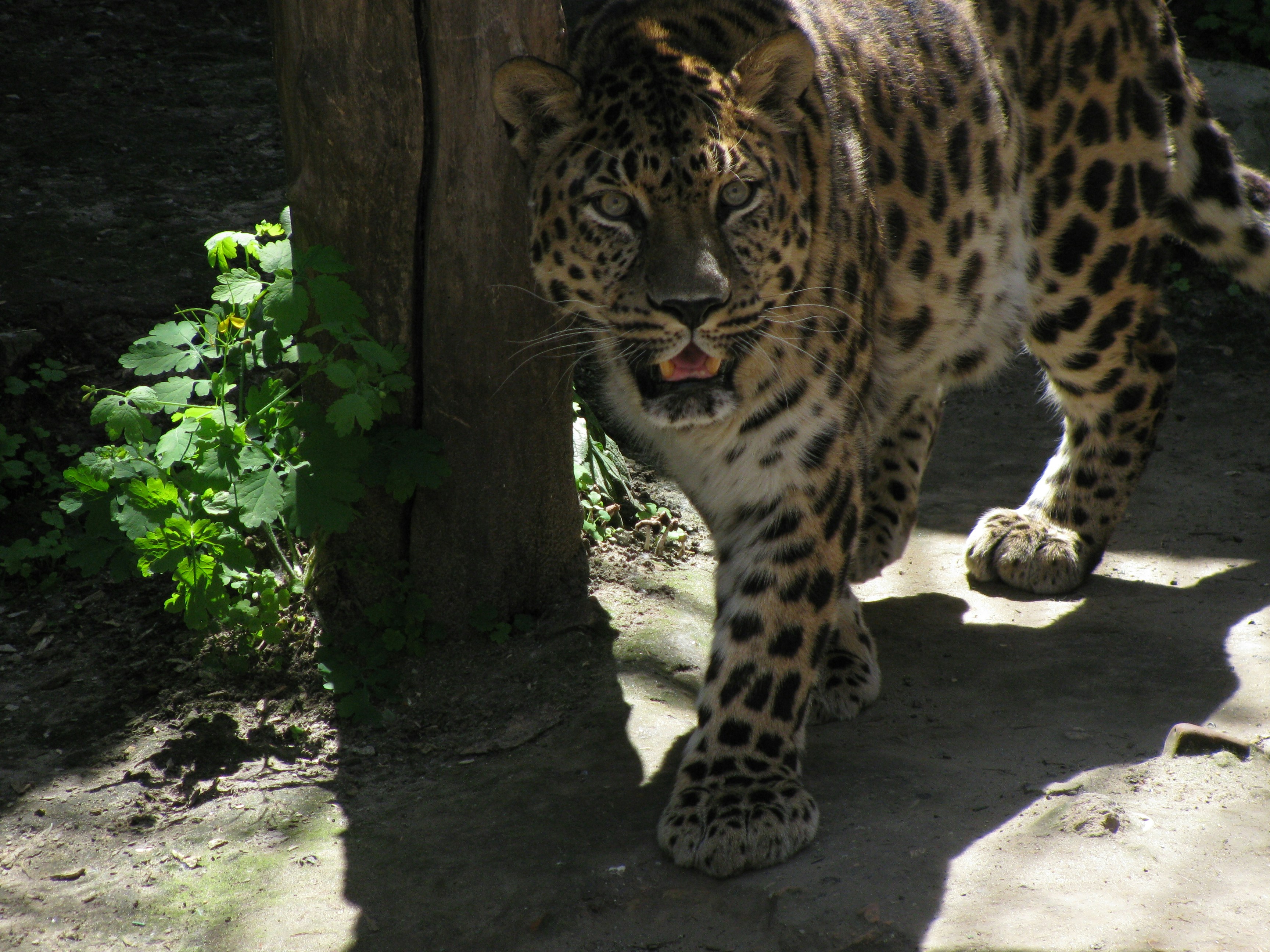 jaguar