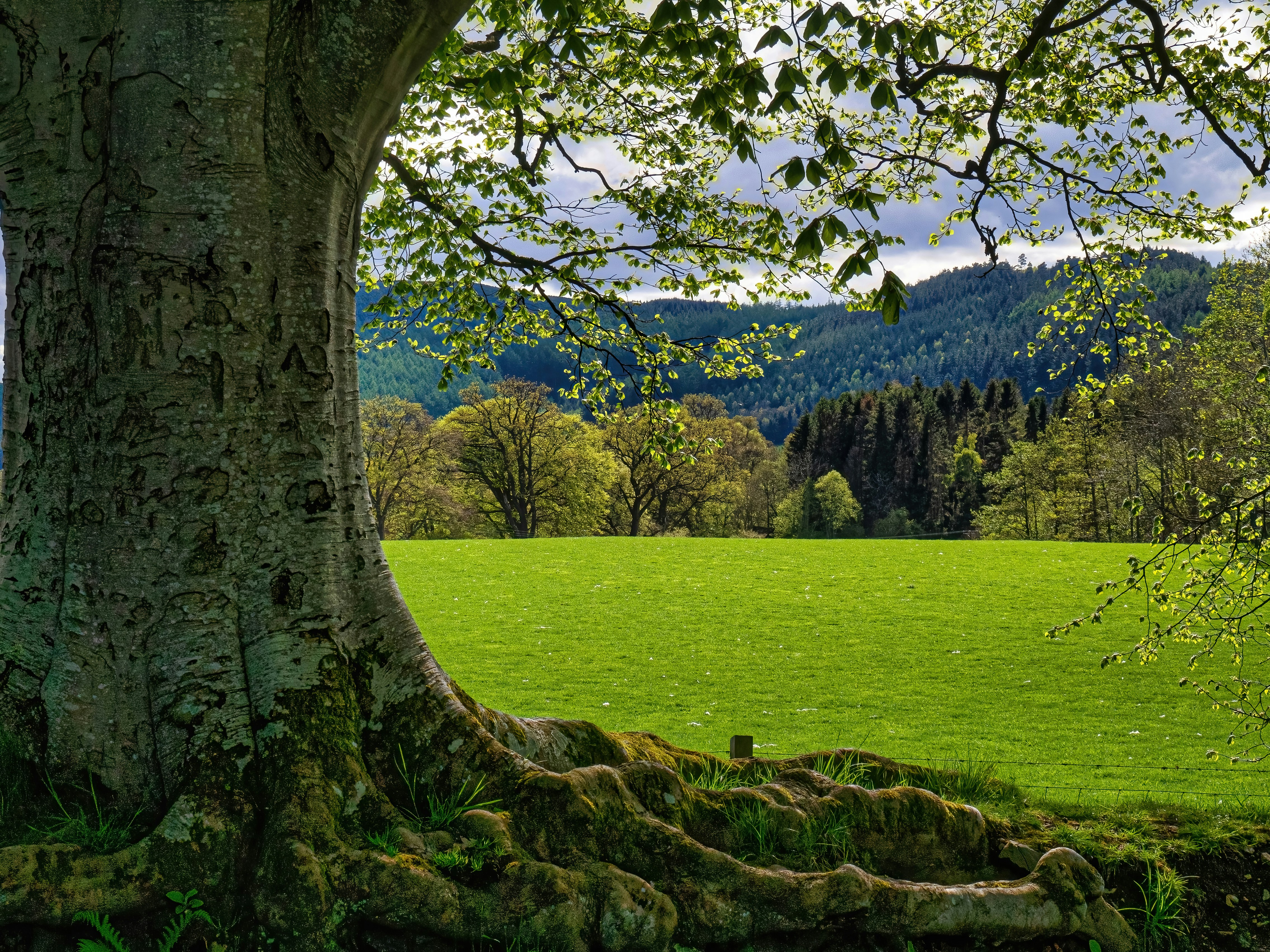 Framed by an Ancient Tree, a Sunlit Meadow Reaches Toward Distant Hills