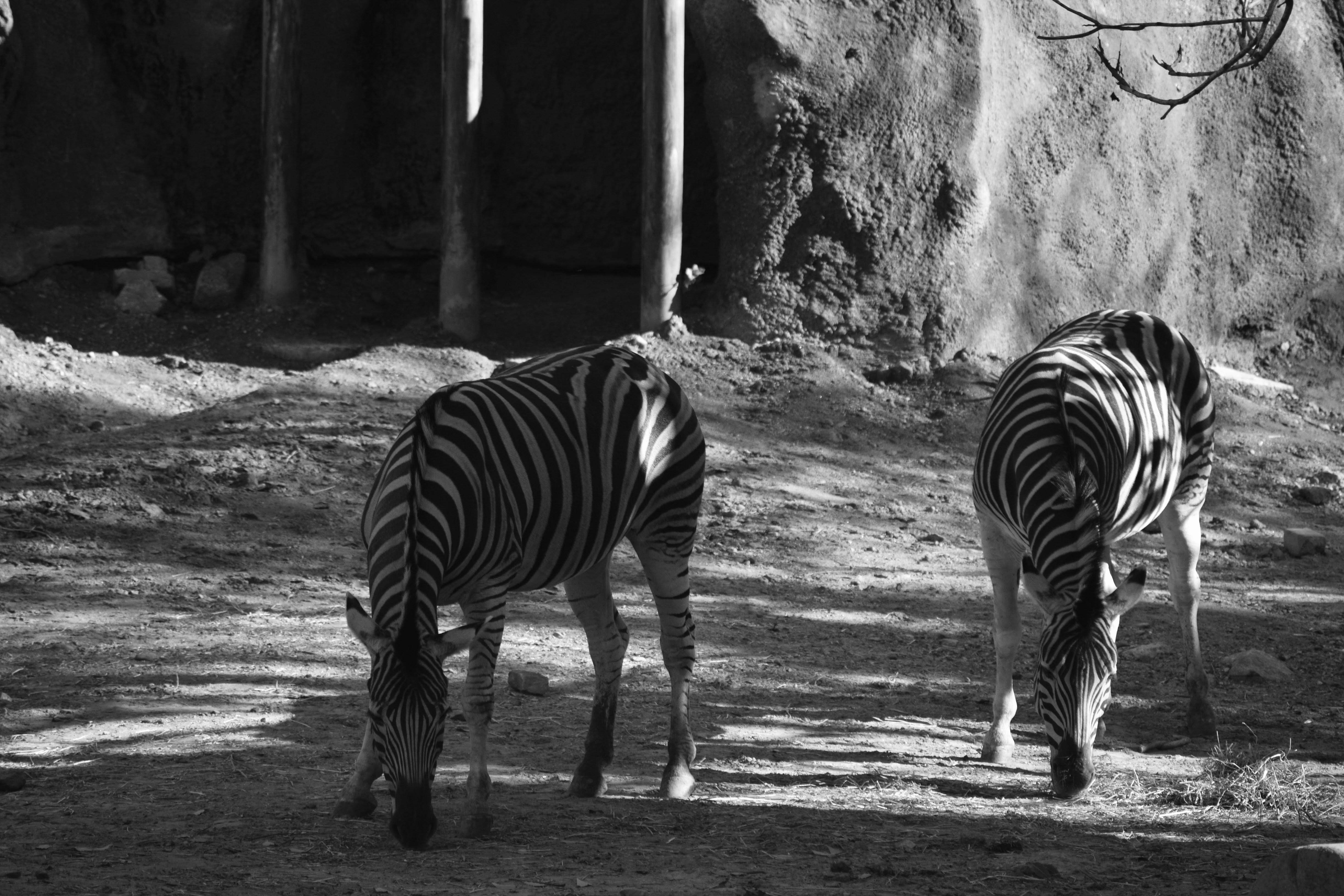 Grazing in Dappled Shade: Zebras in a Shadow-Softened Clearing