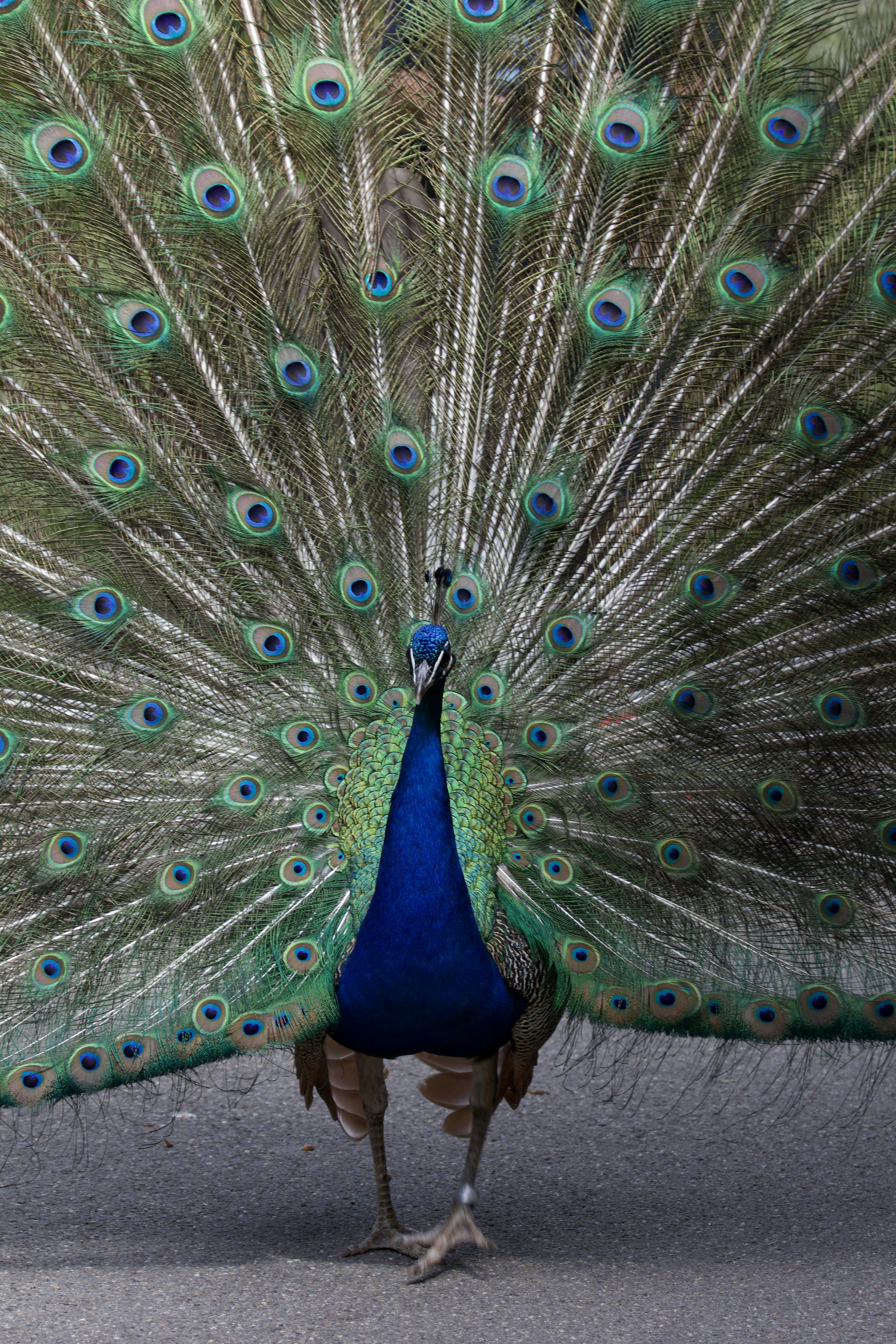 Center Stage: The Peacock’s Radiant Fanfare