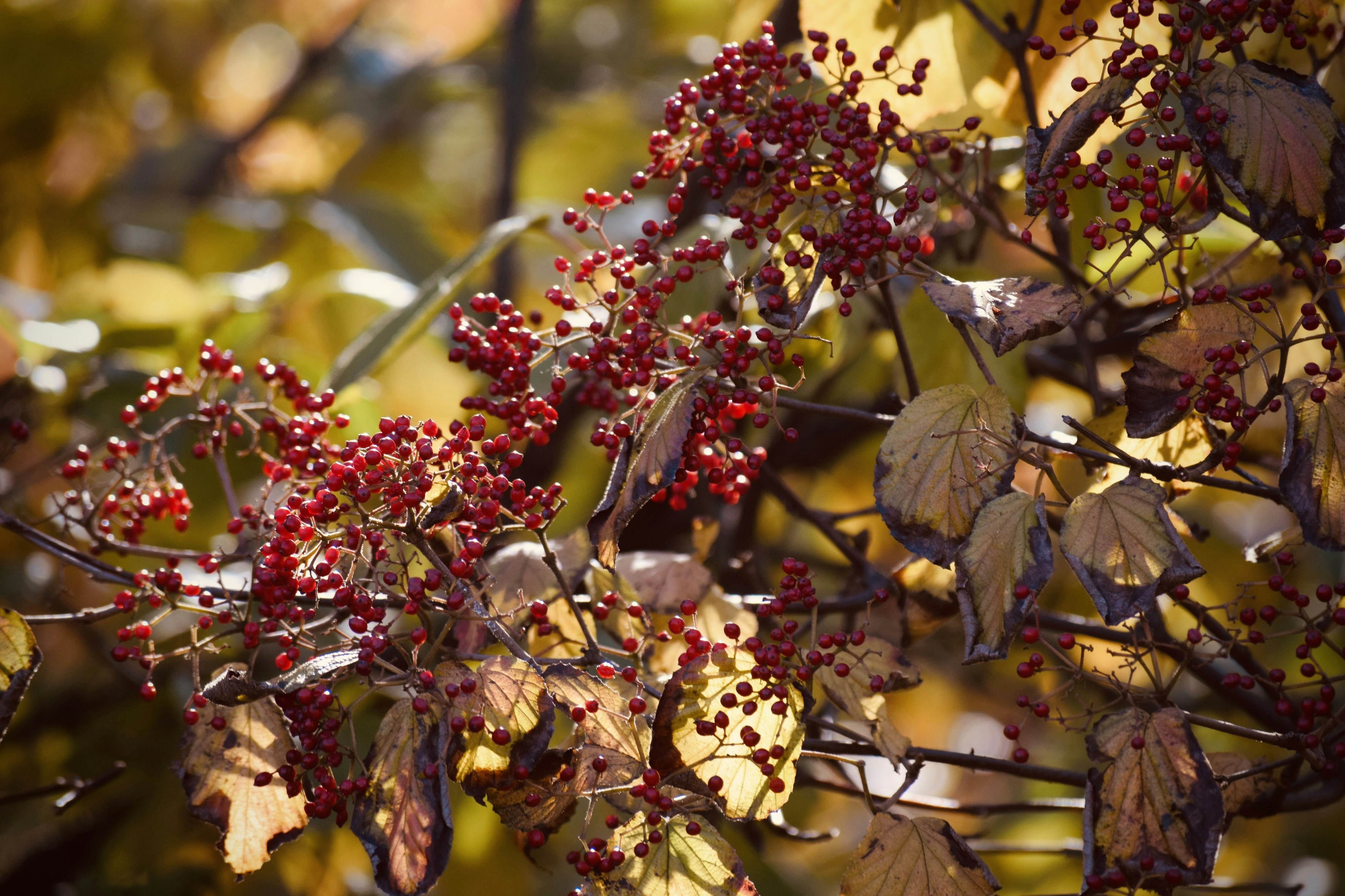 Autumn's Ruby Cluster in a Backlit Thicket