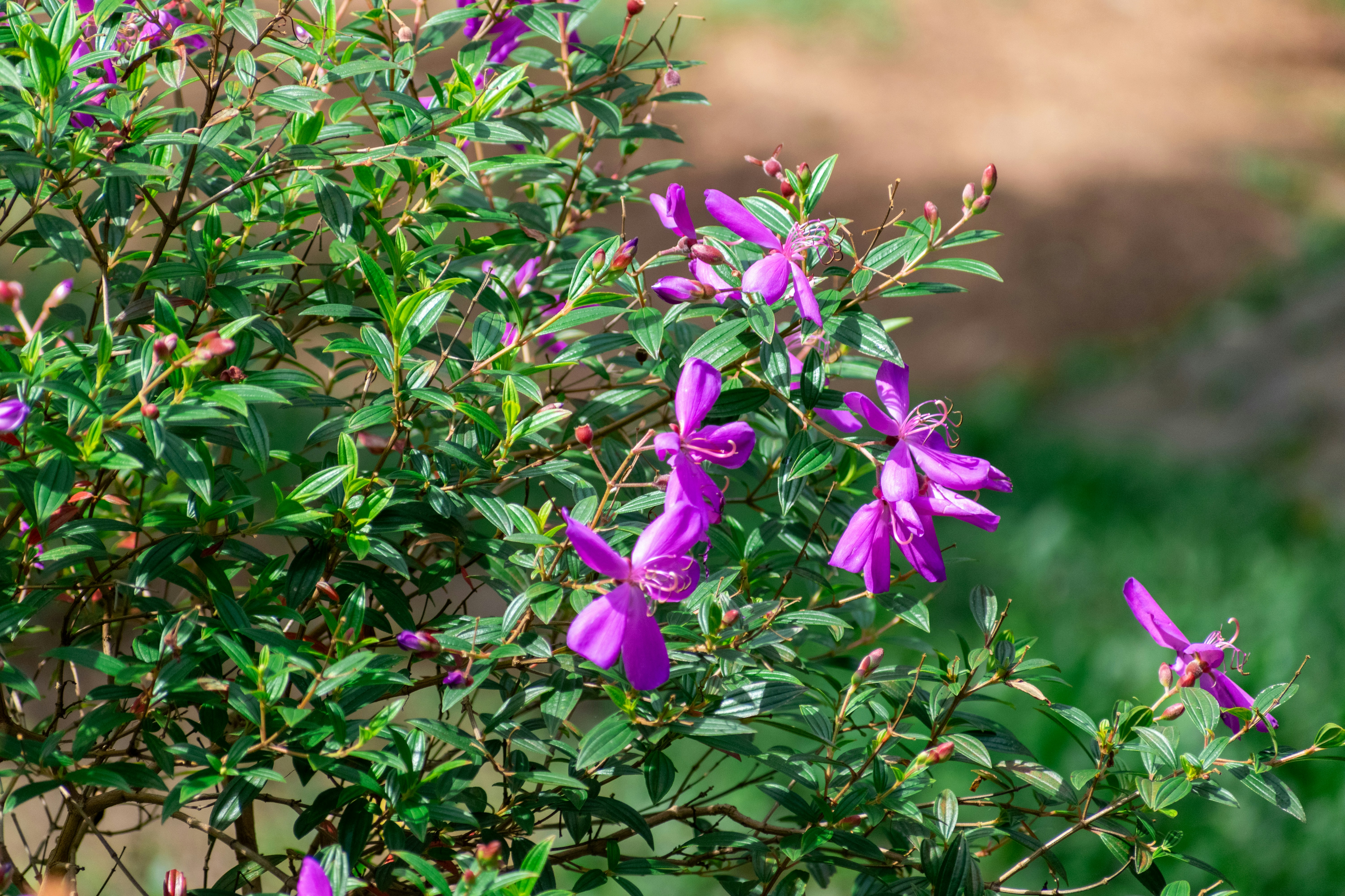 Violet Bellflowers on a Sunlit Shrub: A Quiet Garden Moment