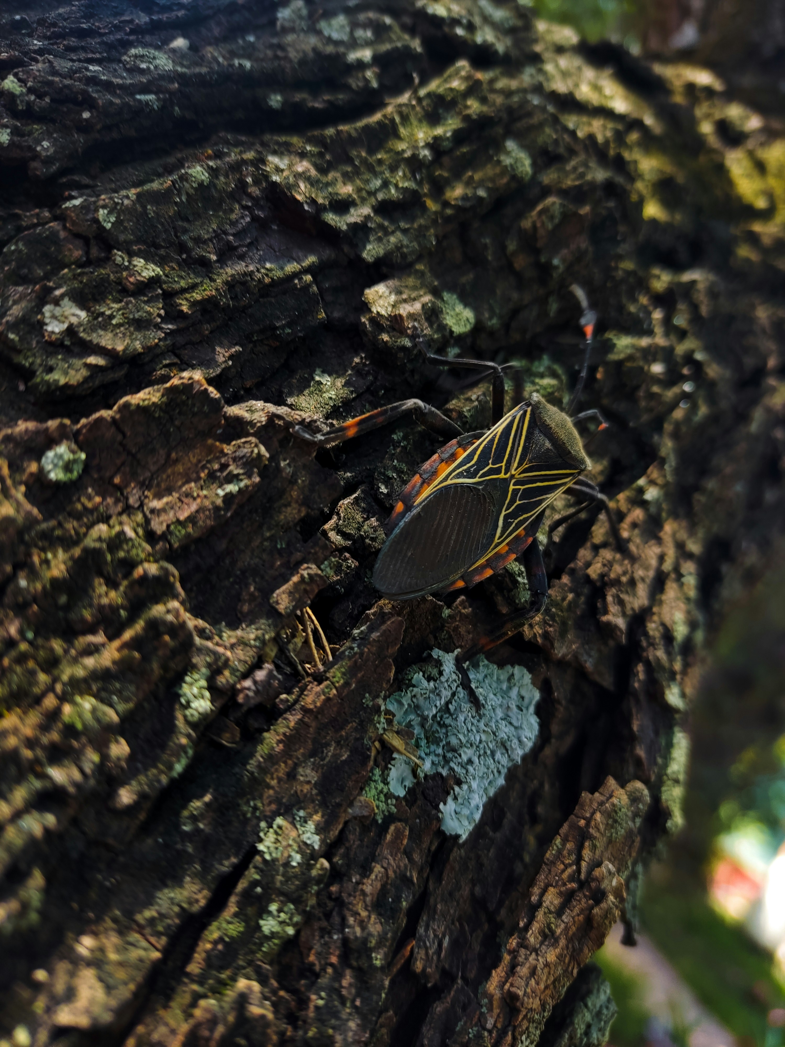 Geometric Shieldbug on Weathered Bark