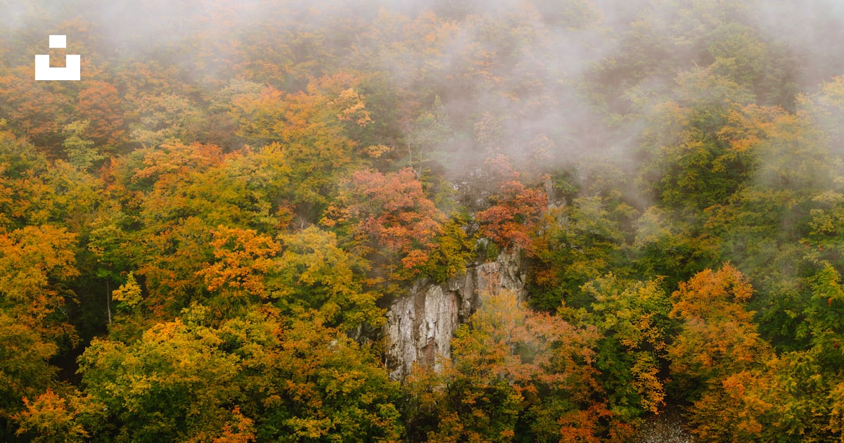 A Foggy Forest Filled With Lots Of Trees Photo Free Nature Image On Unsplash