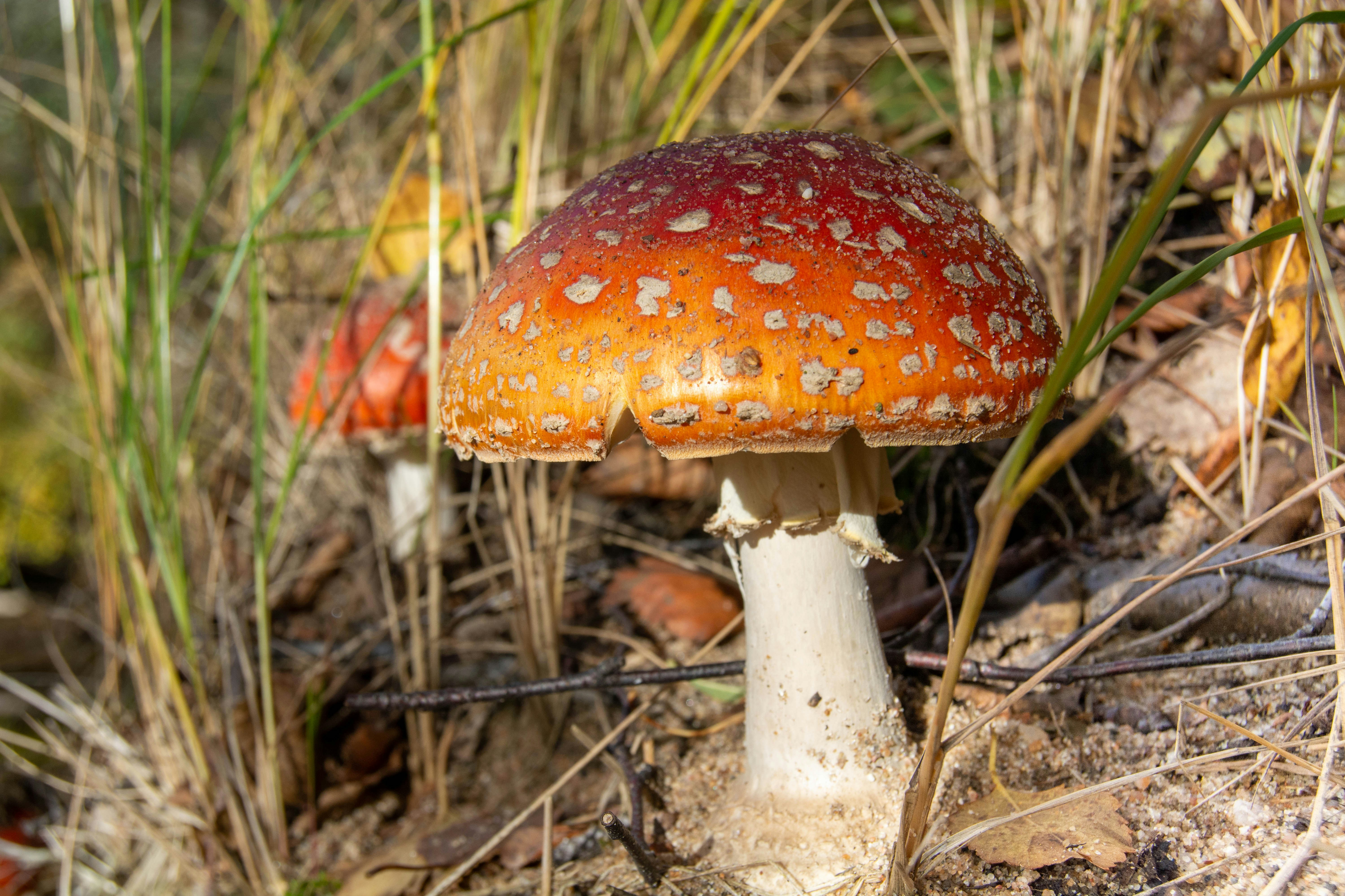 Whimsical Wonder: The Enigmatic Amanita