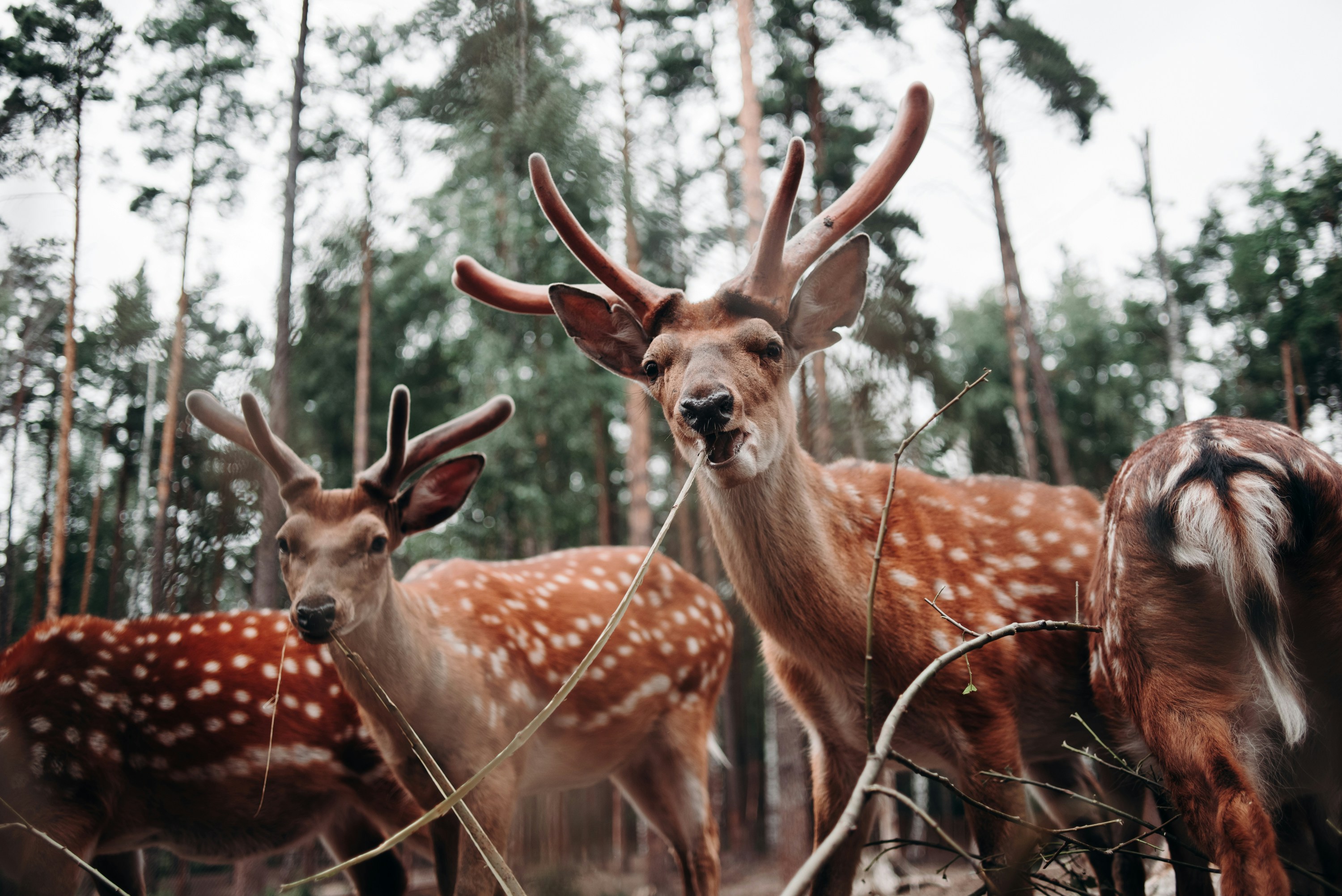 Velvet Crown in the Pines: Centered Portrait of a Velvet-Antlered Deer Among Companions