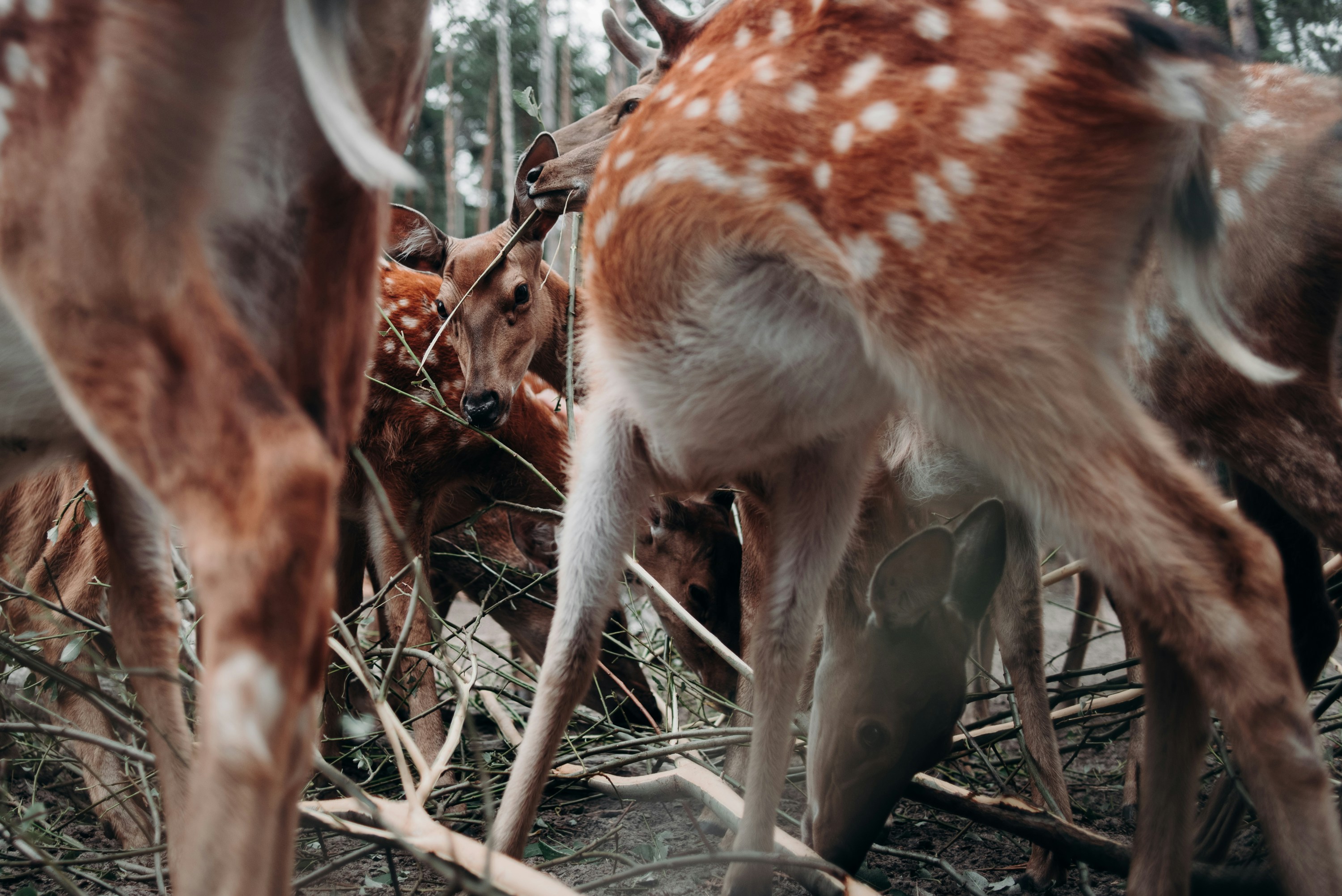 Hidden Gaze Through the Hooves: A Low-Angle Encounter in the Forest