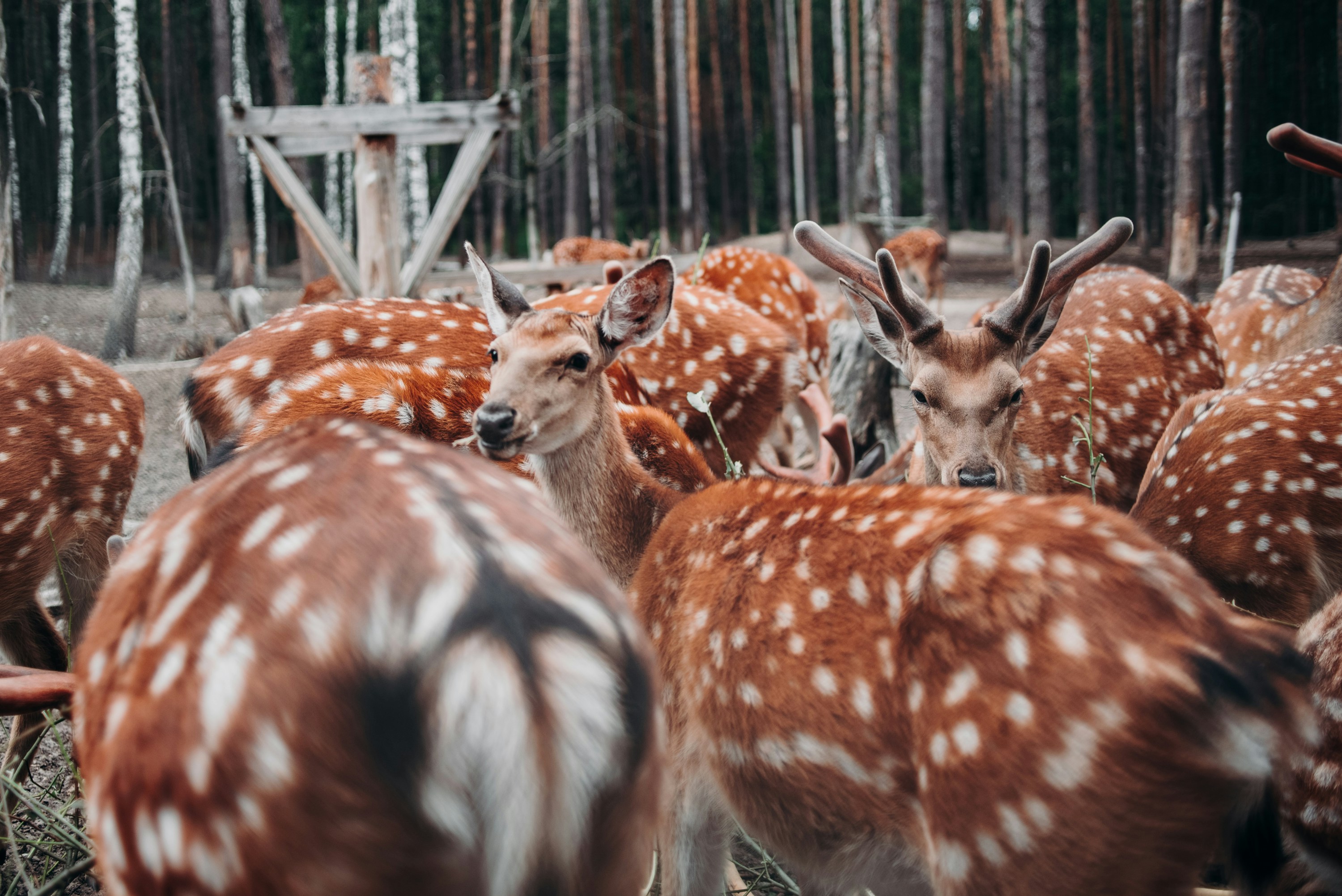 Dappled Chorus in the Pines: A Close-Knit Deer Herd in a Forest Clearing