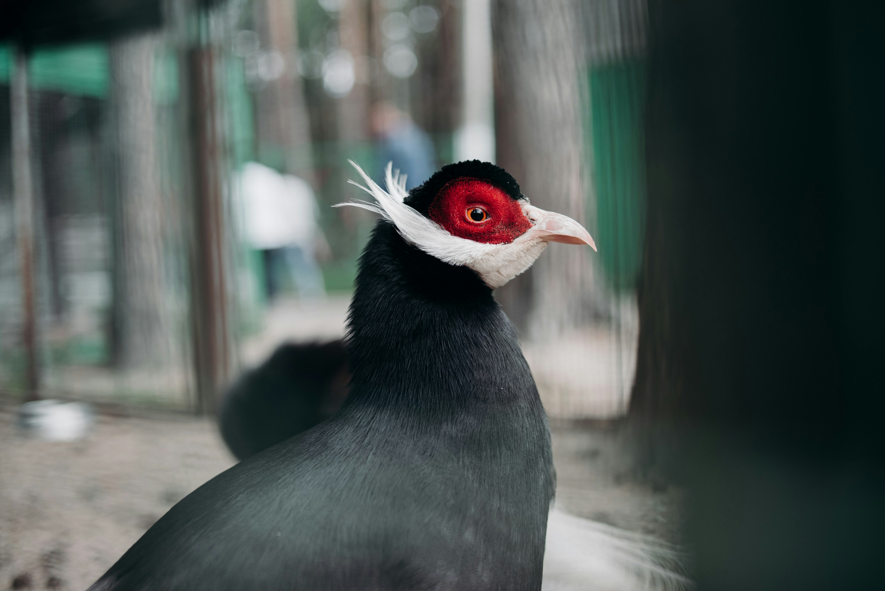 Crimson Mask, White Cheek: A Close-Up Portrait of a Black-Feathered Enclosure Bird