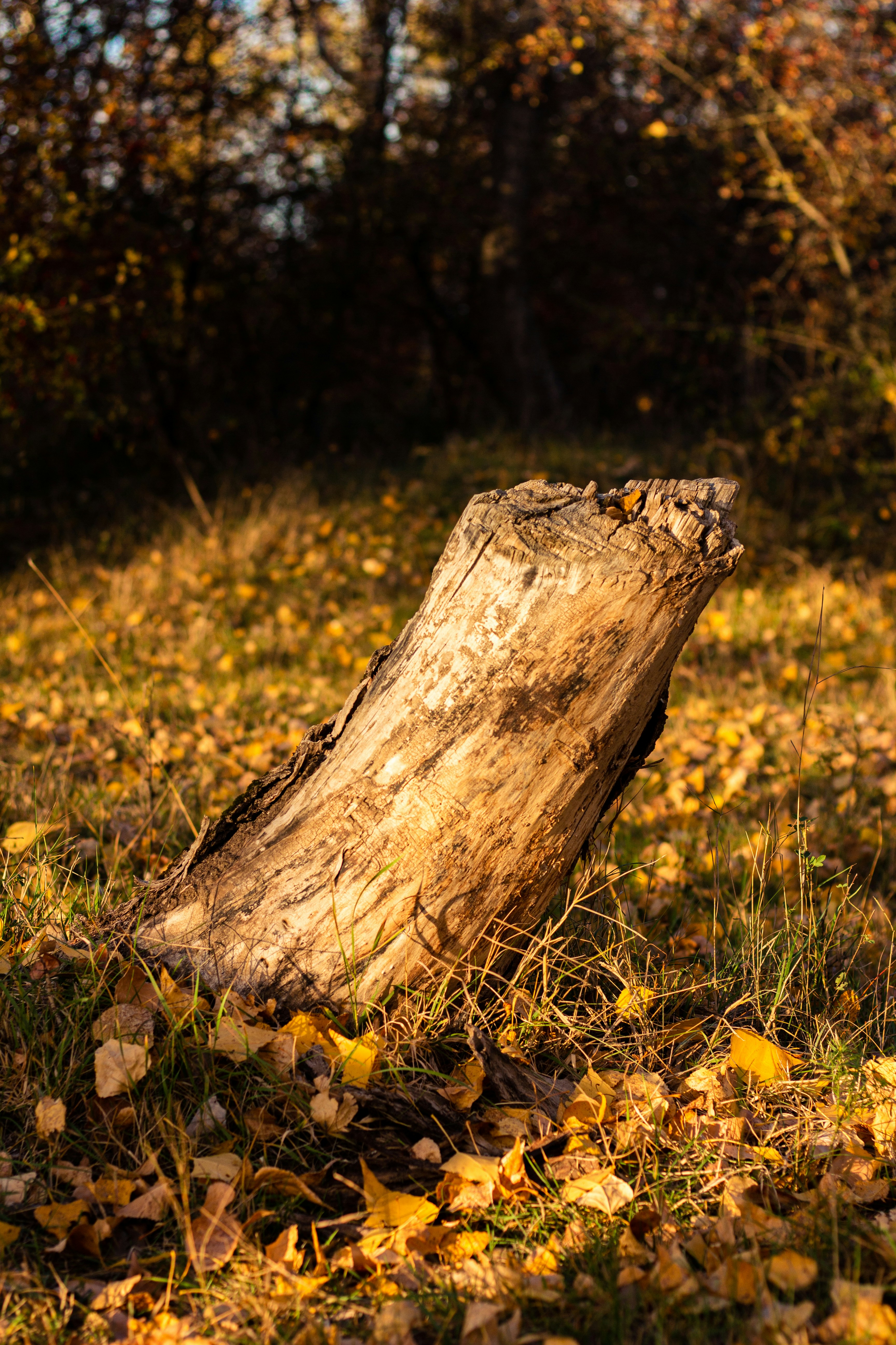 Gilded stump amid a leaf-strewn autumn meadow
