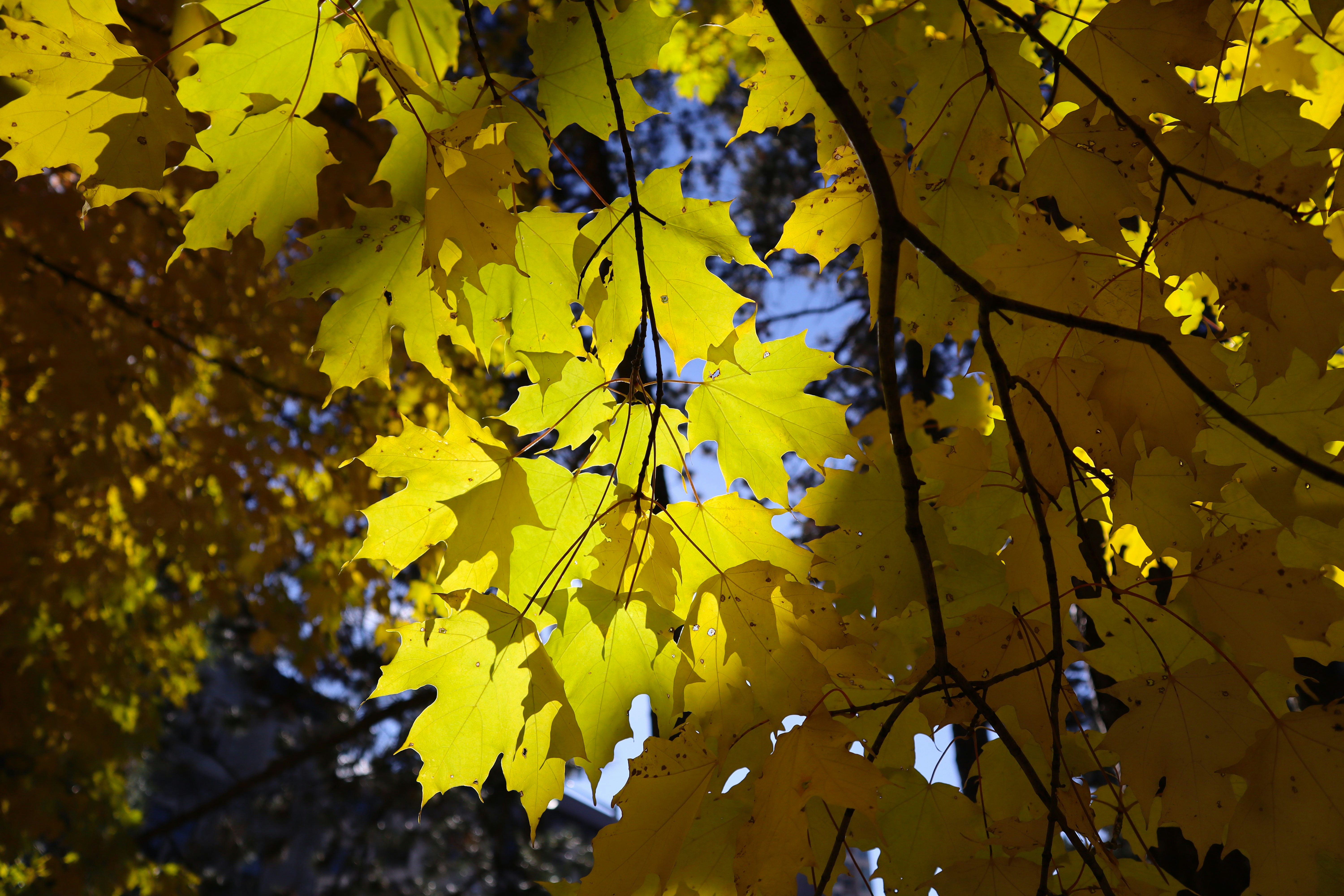 Yellow leaves