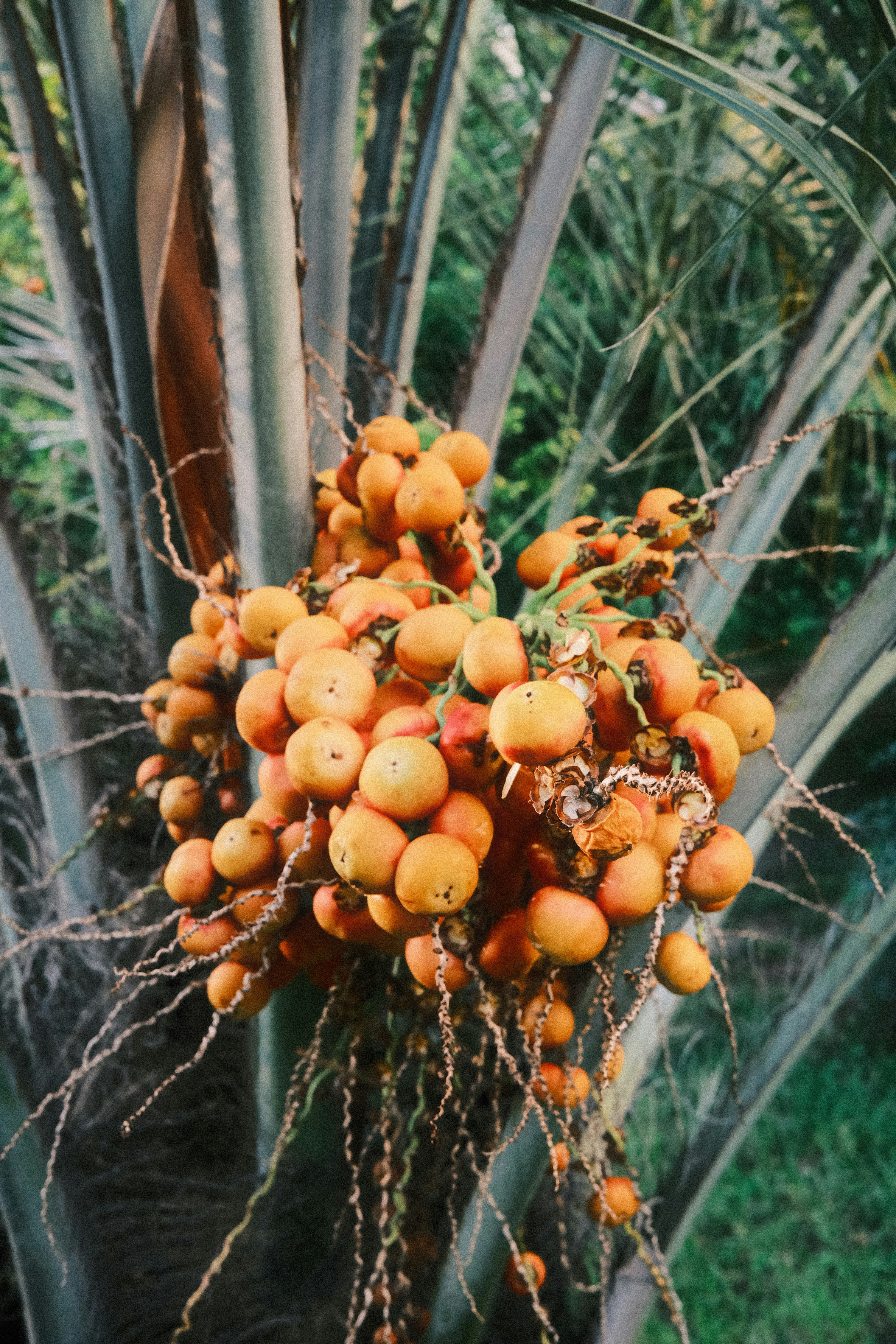 Cluster of orange berries suspended among palm fronds