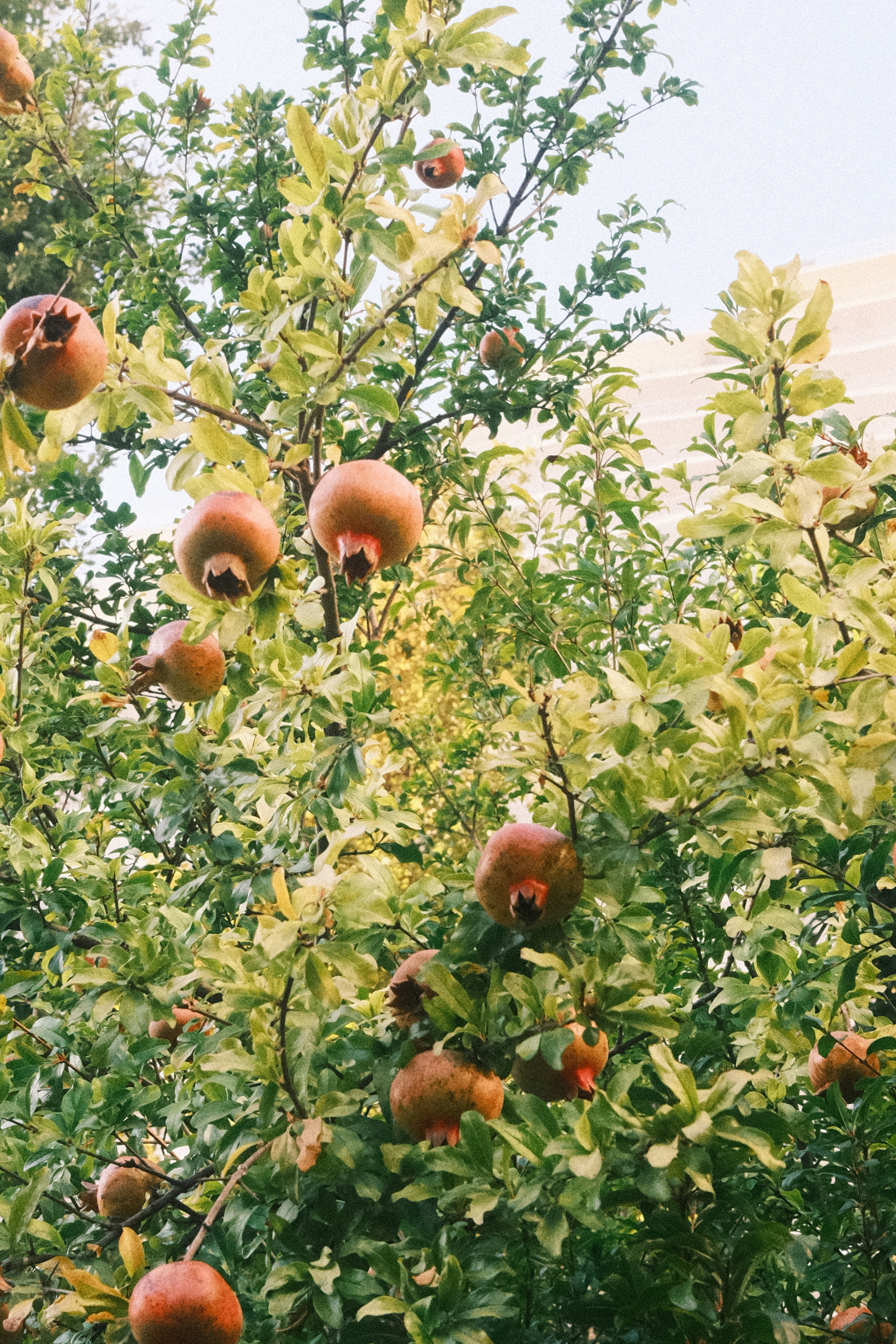 Pomegranates in the Green Veil: a sunlit orchard portrait