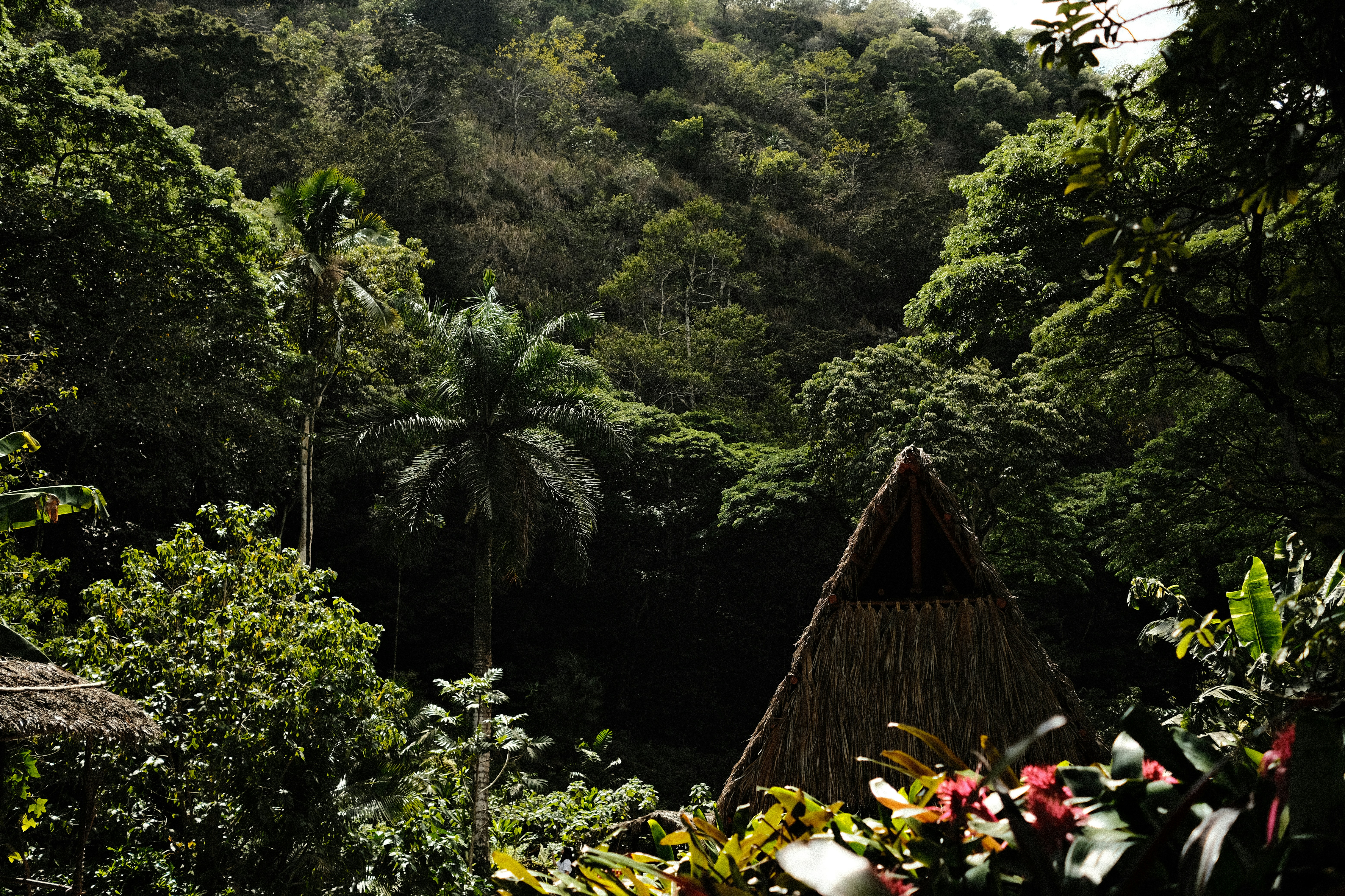 Lush greenery envelops a rustic thatched hut, with towering palms and vibrant flowers framing the scene. Natural light filters through the dense foliage.