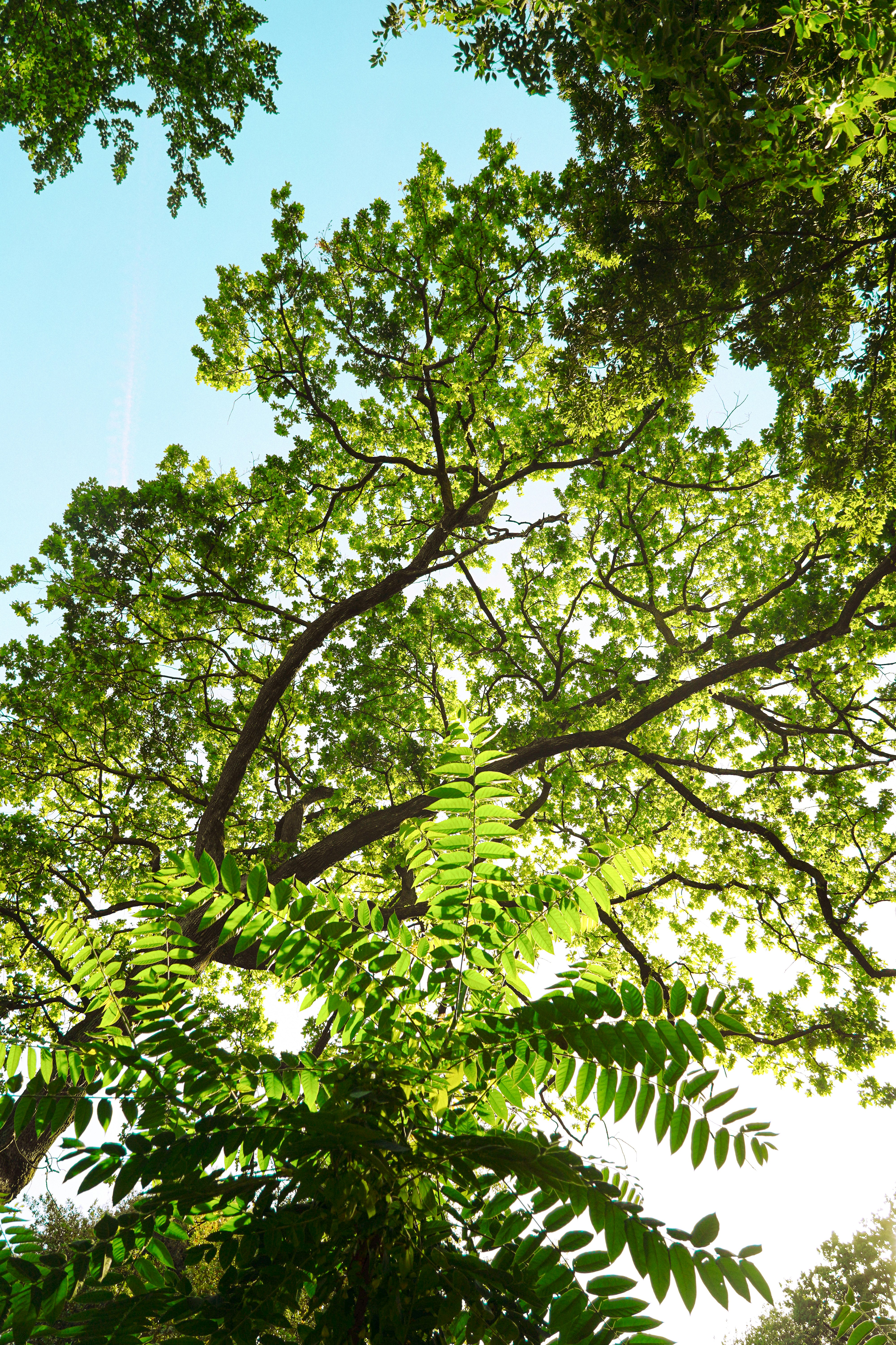 A tree with lots of green leaves in the sunlight photo – Free Green ...