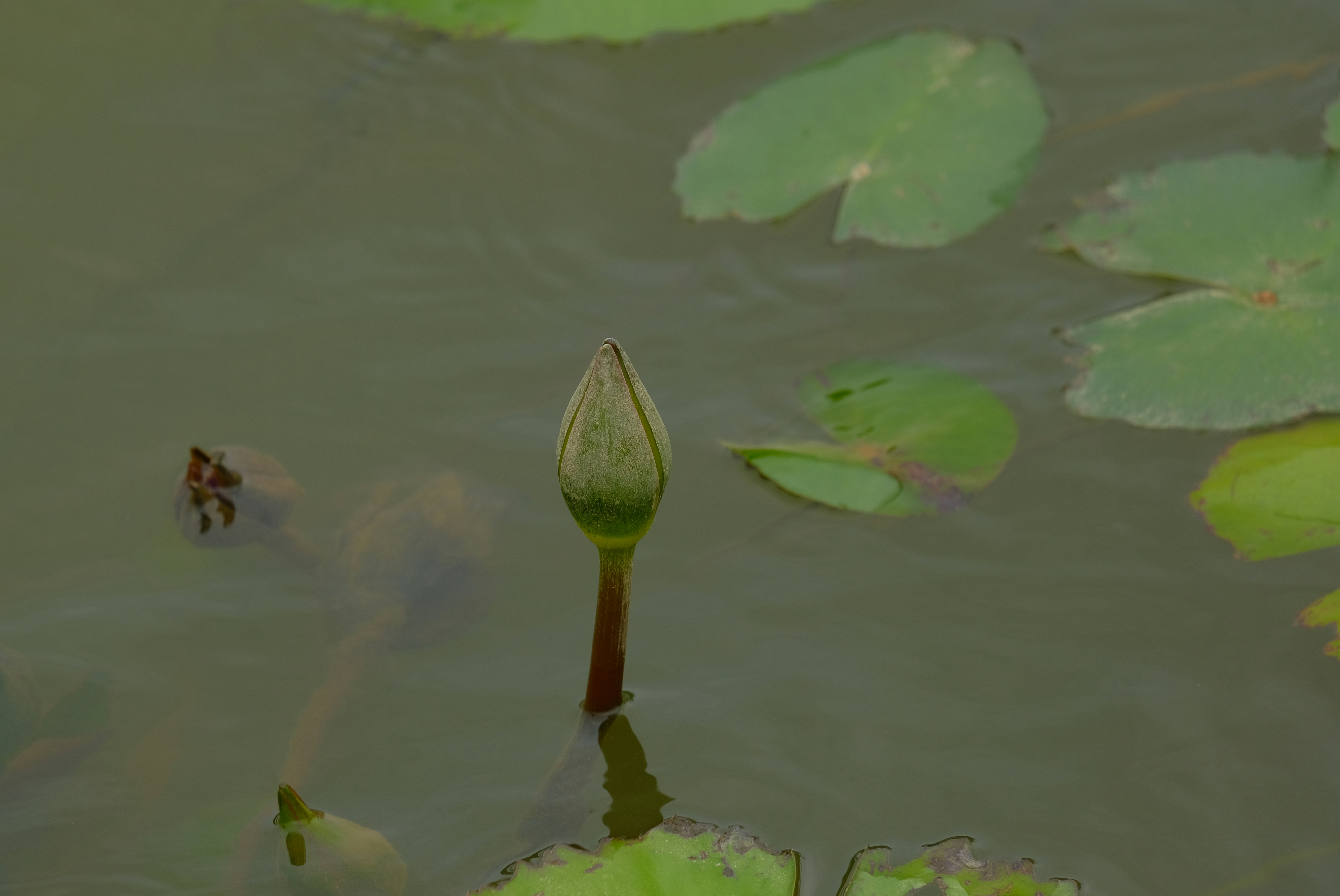 A Lilly bud in a pond.