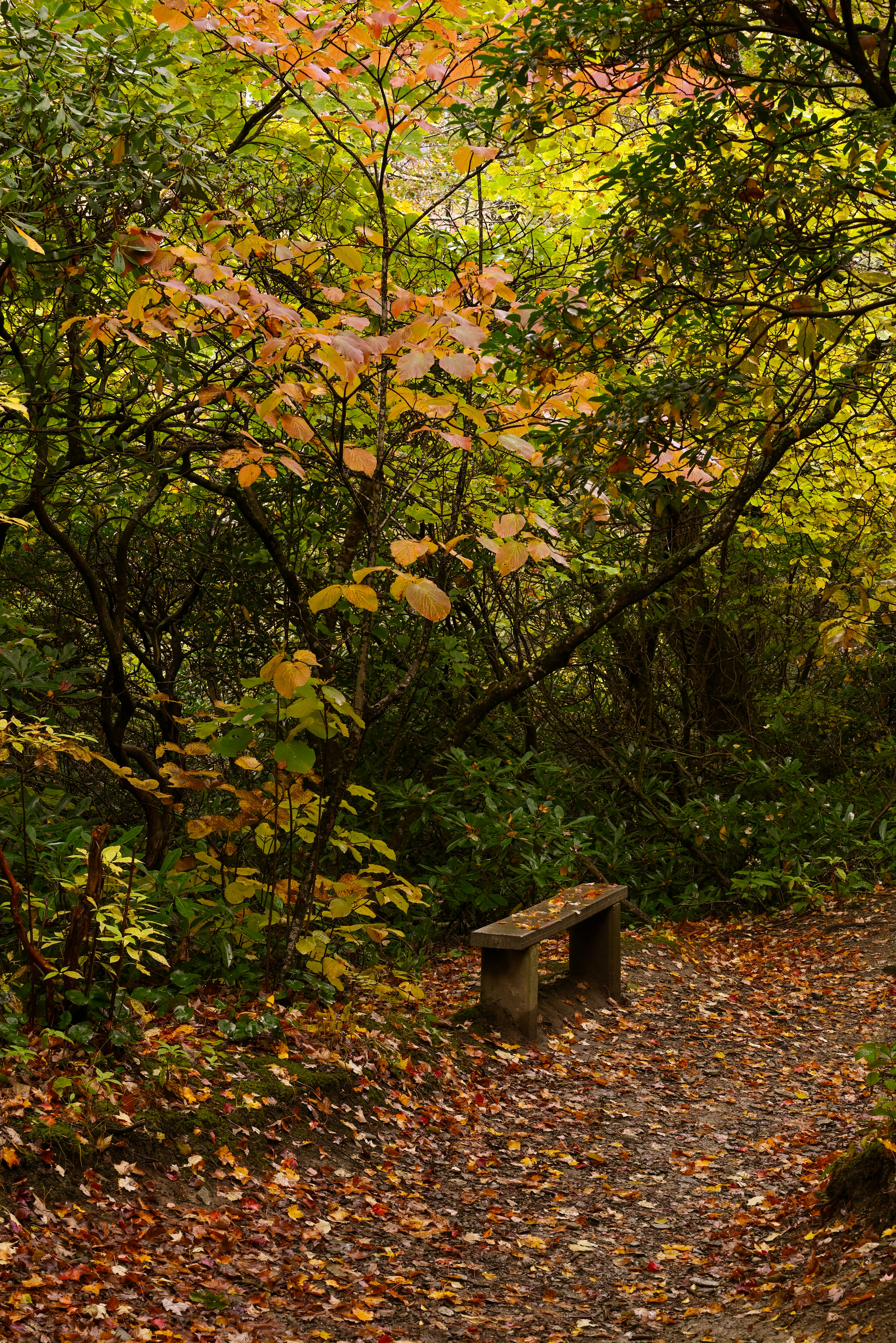 Photo by Harish Karumanchi with Nikon Z5