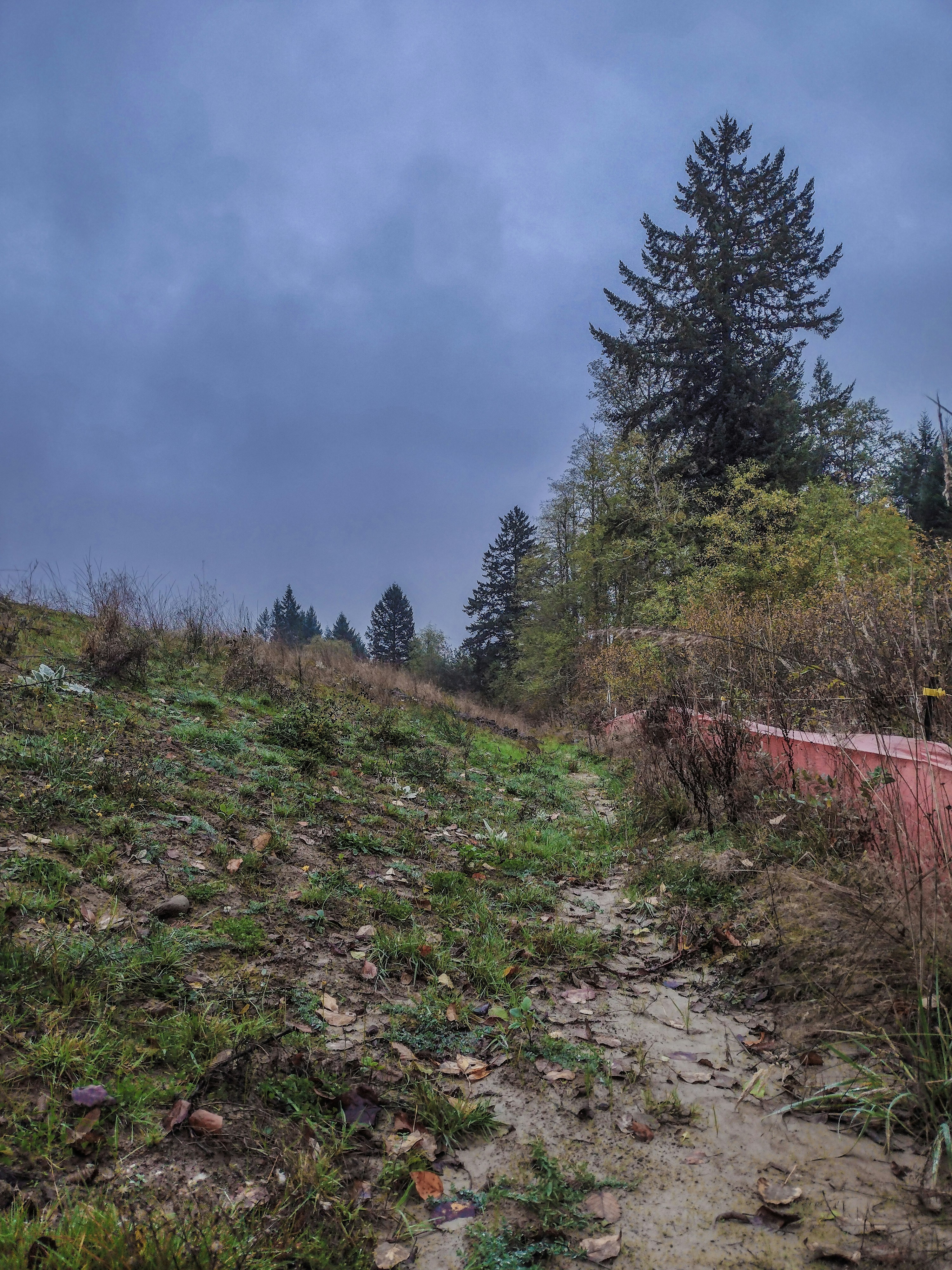 a dirt path in the middle of a forest