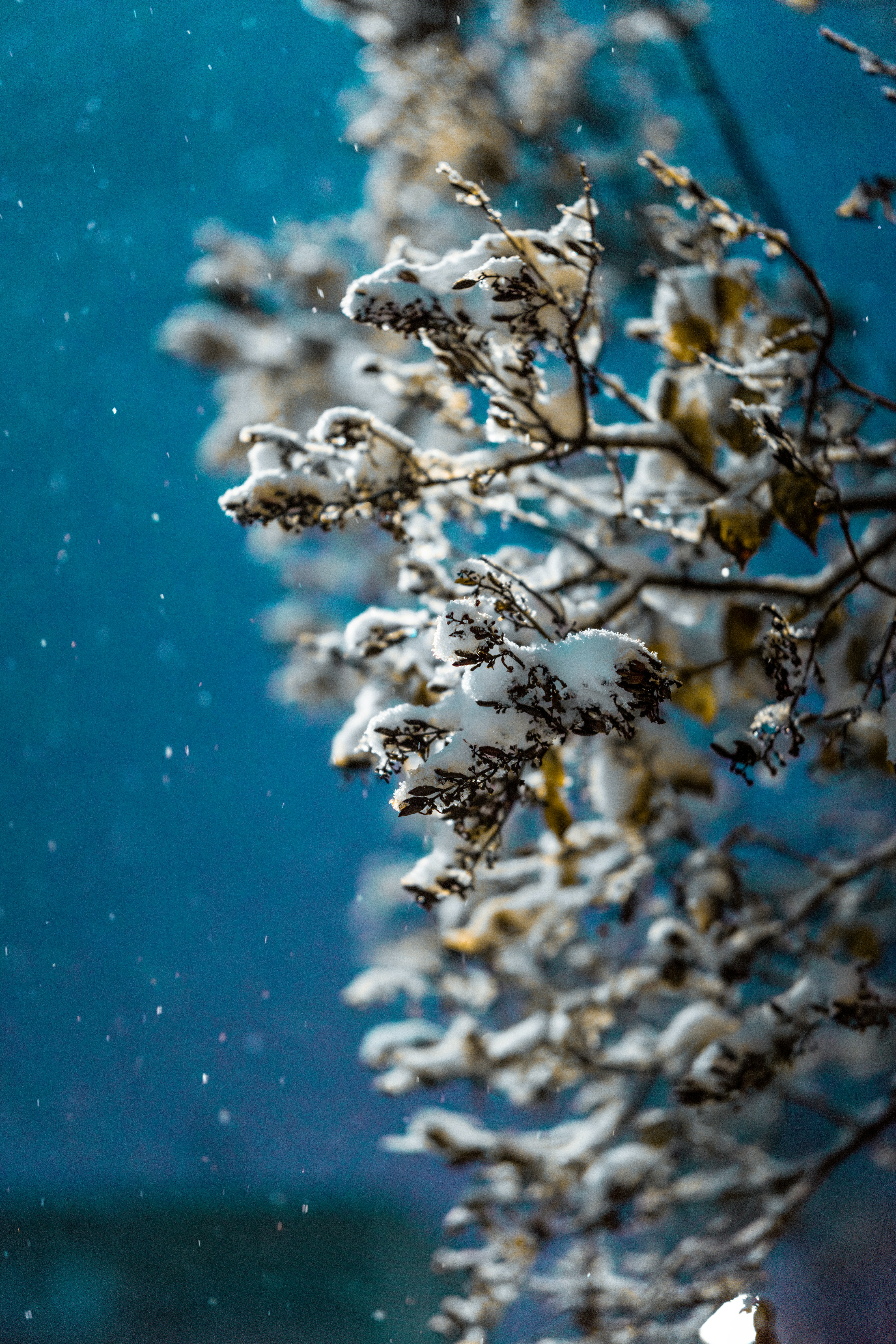 Snow-Wrapped Branches Framed by a Velvet Blue Winter Backdrop