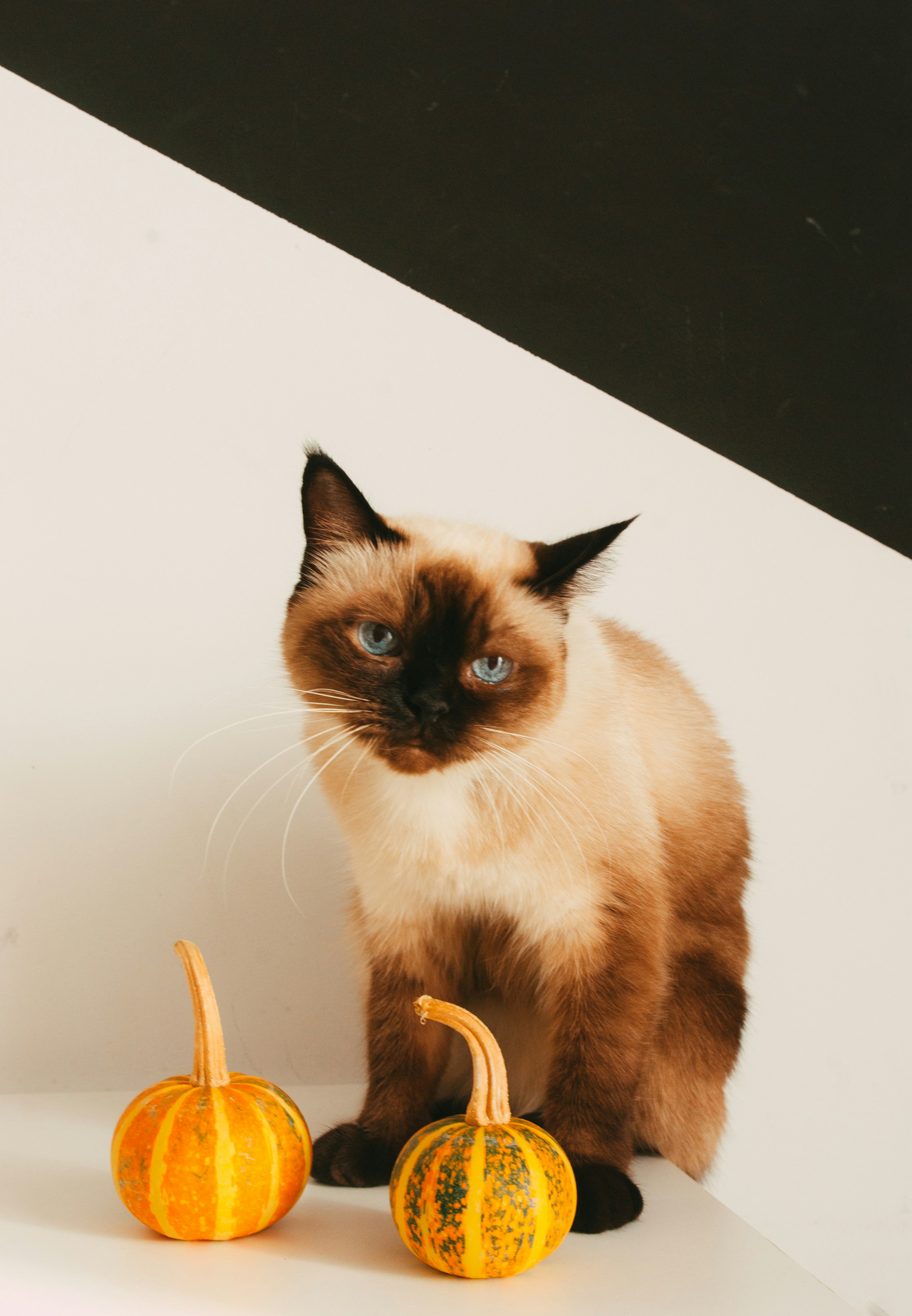 Azure-Eyed Siamese at Studio Edge, Guarding Two Tiny Pumpkins