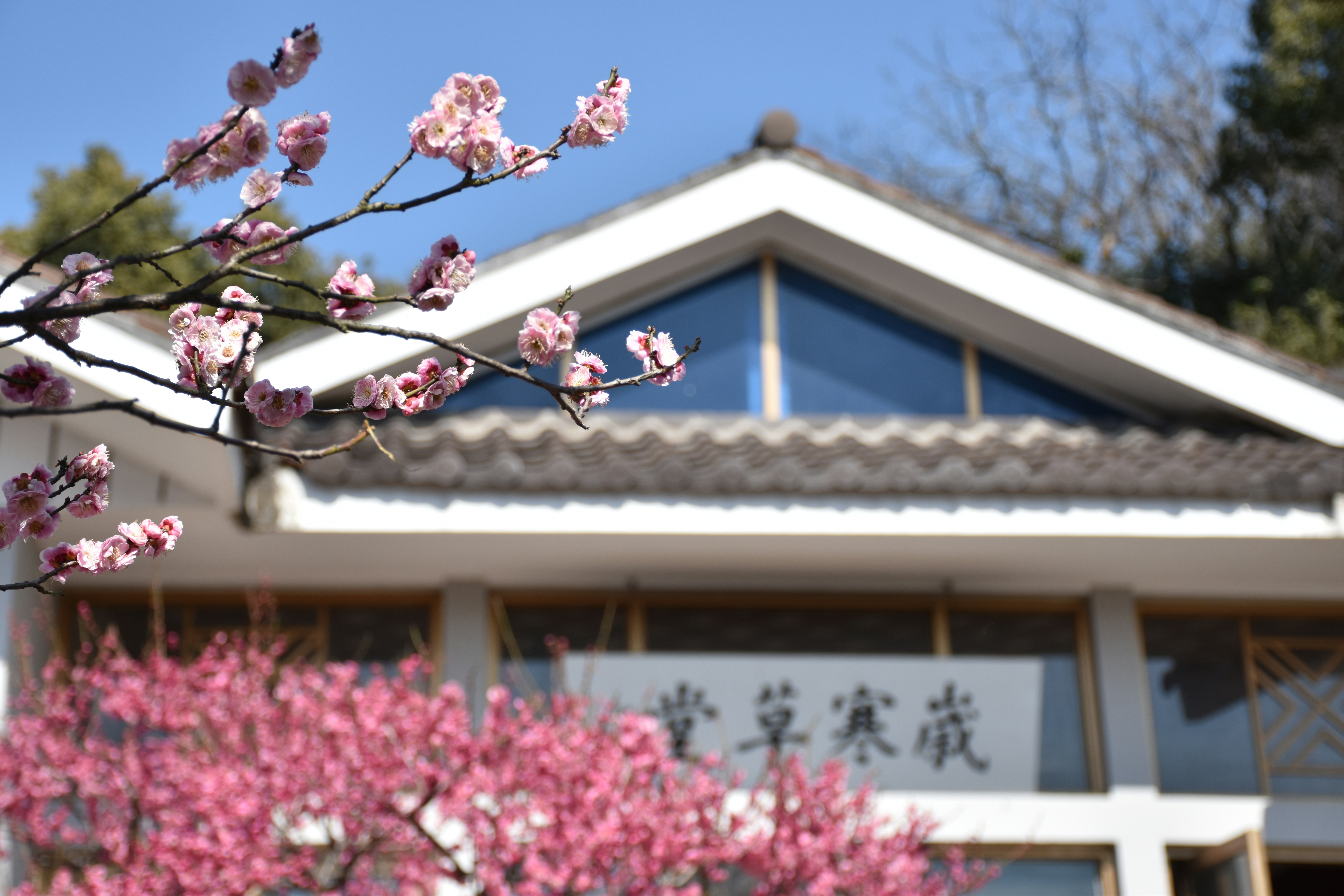 A tree with pink flowers in front of a house photo – Free Wuxi Image on ...