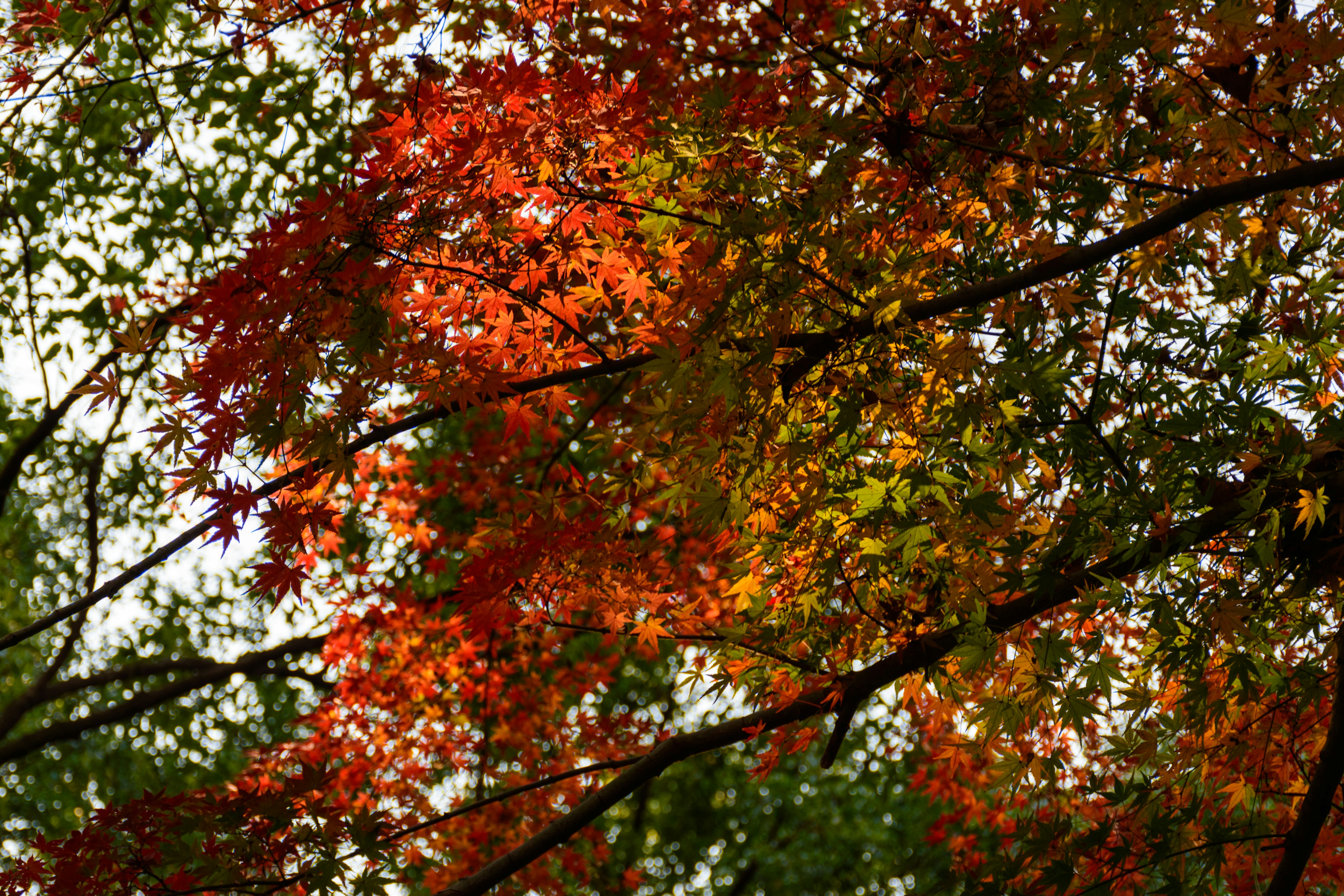 The leaves of a tree are changing colors photo – Free Wuxi Image on ...