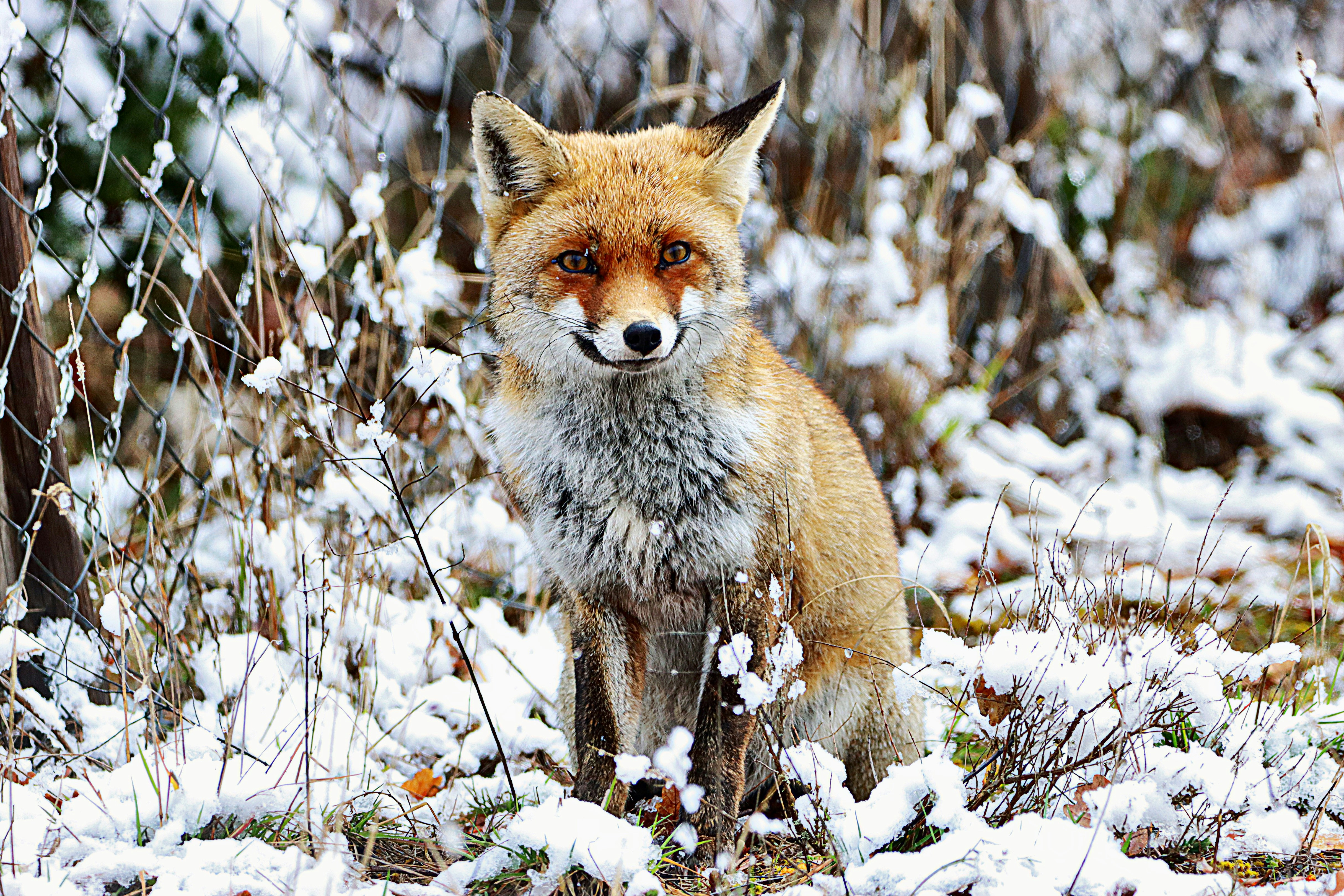A fox standing in the snow behind a fence photo – Free Brown Image on ...