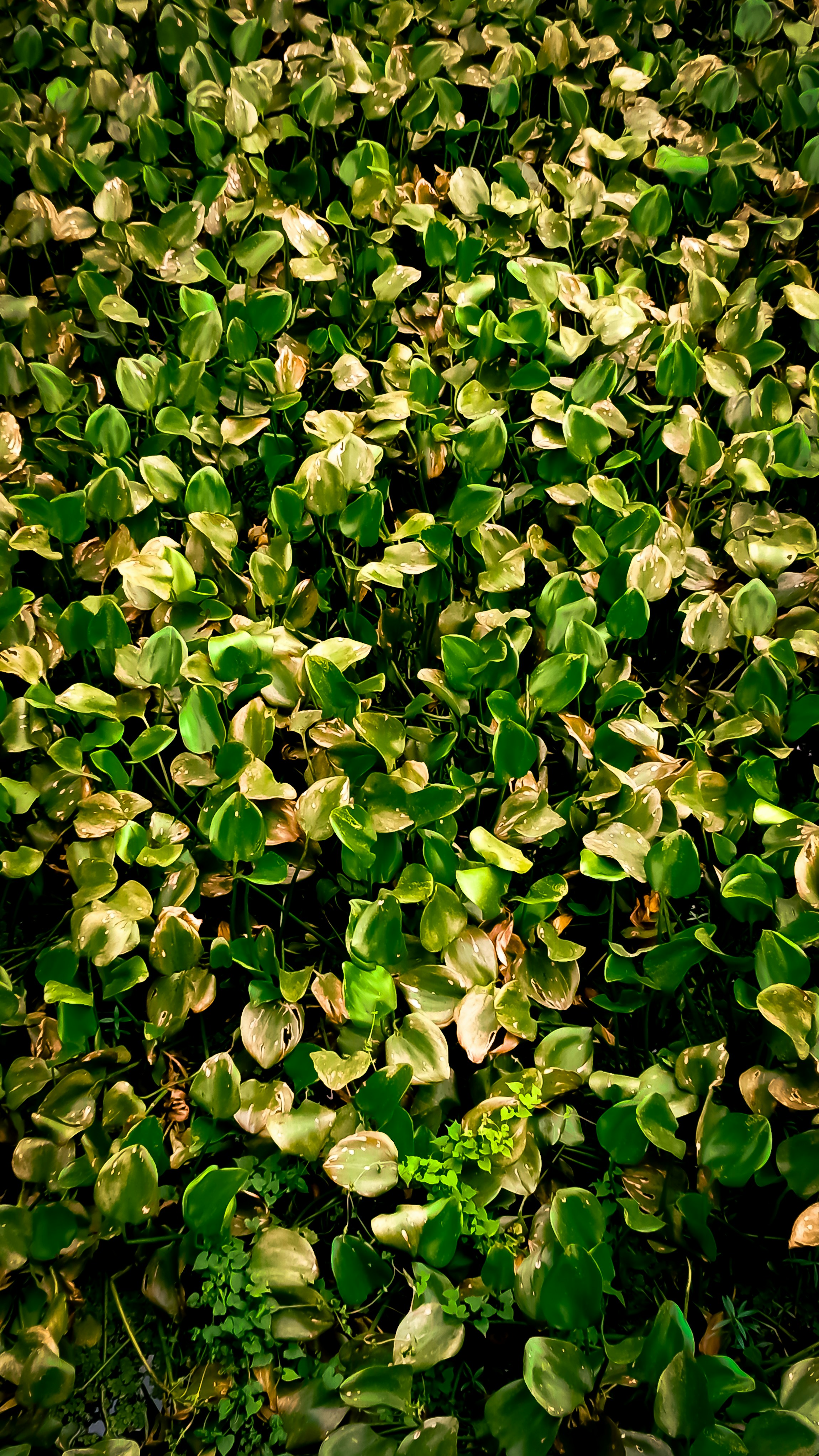 Photo by Mahin Ahmed with Xiaomi Redmi 9