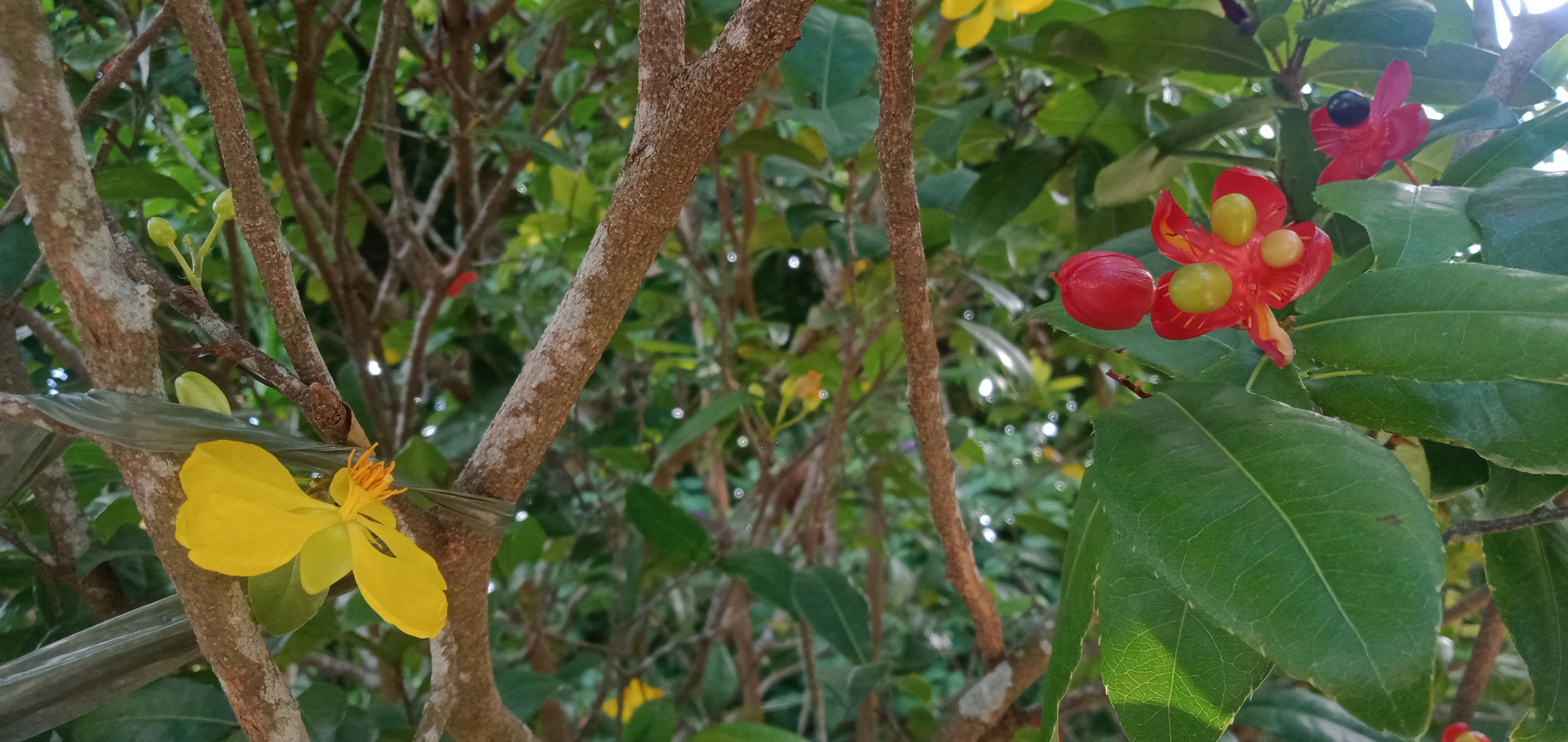 Close-up of a vivid red flower on the right and a bright yellow blossom amid dense green leaves and brown branches. Natural close-up highlighting color contrast and leaf texture.