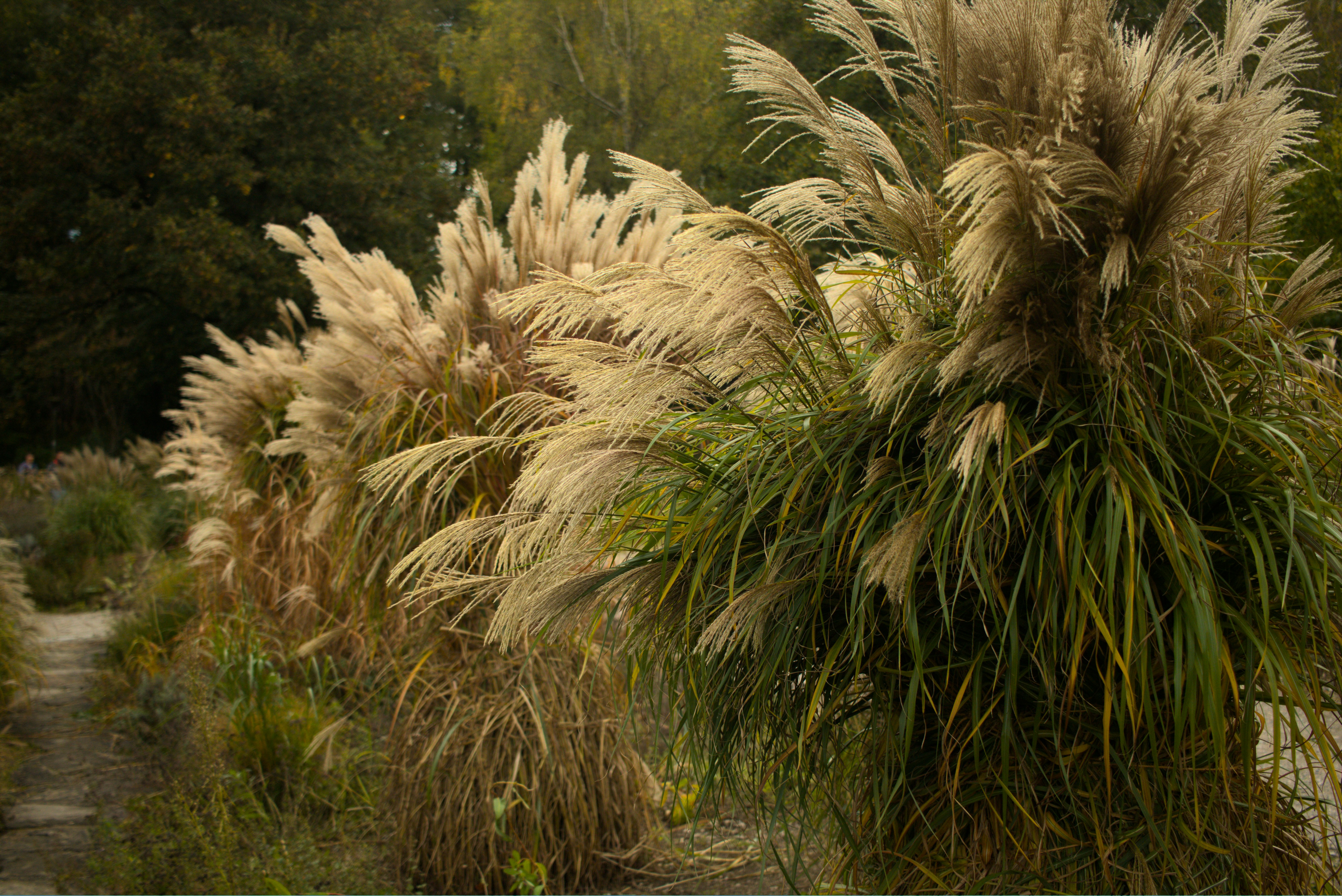 Rustling Reeds along a Dusk-lined Towpath