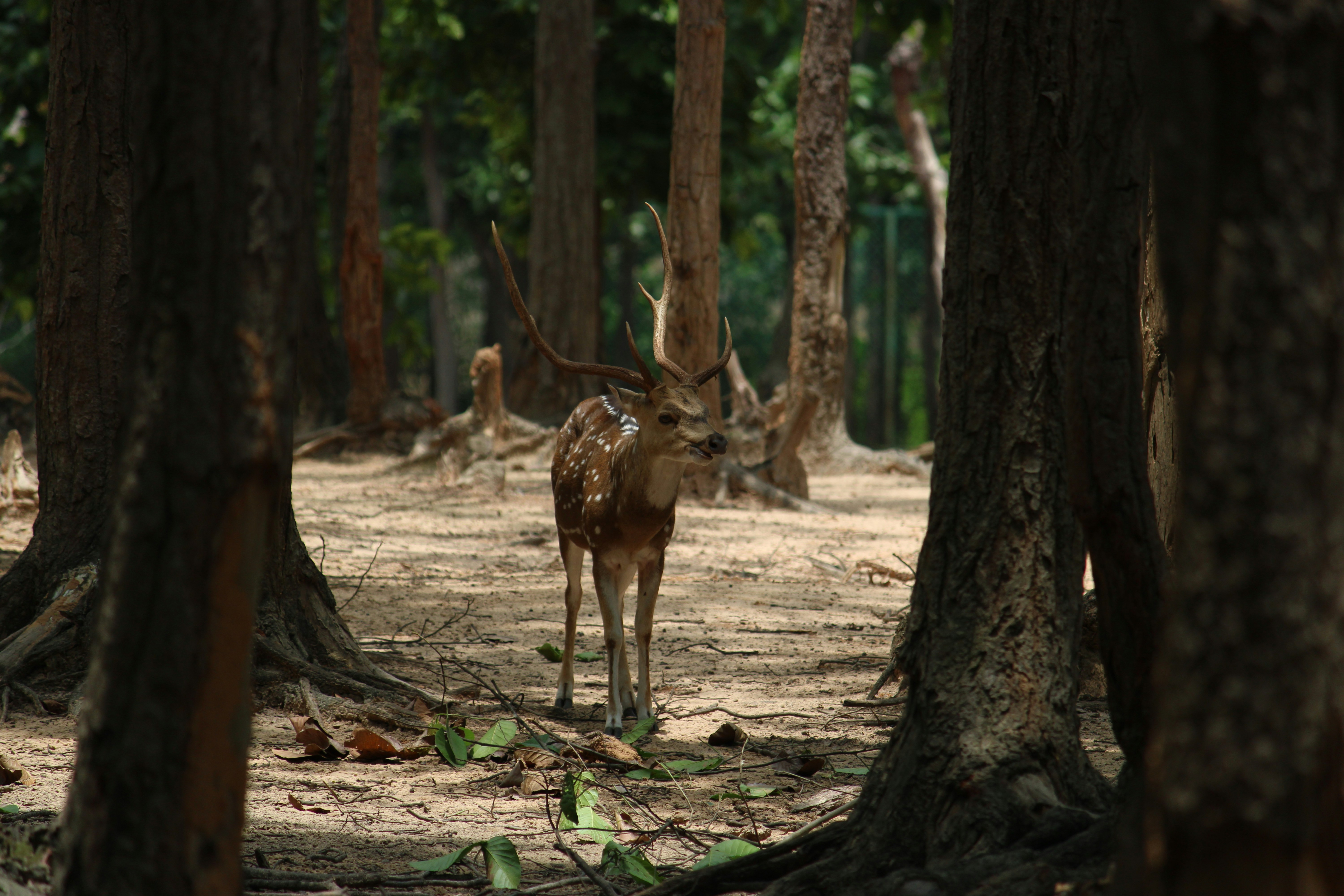 Deer standing among tall trees in a sun-dappled forest clearing.