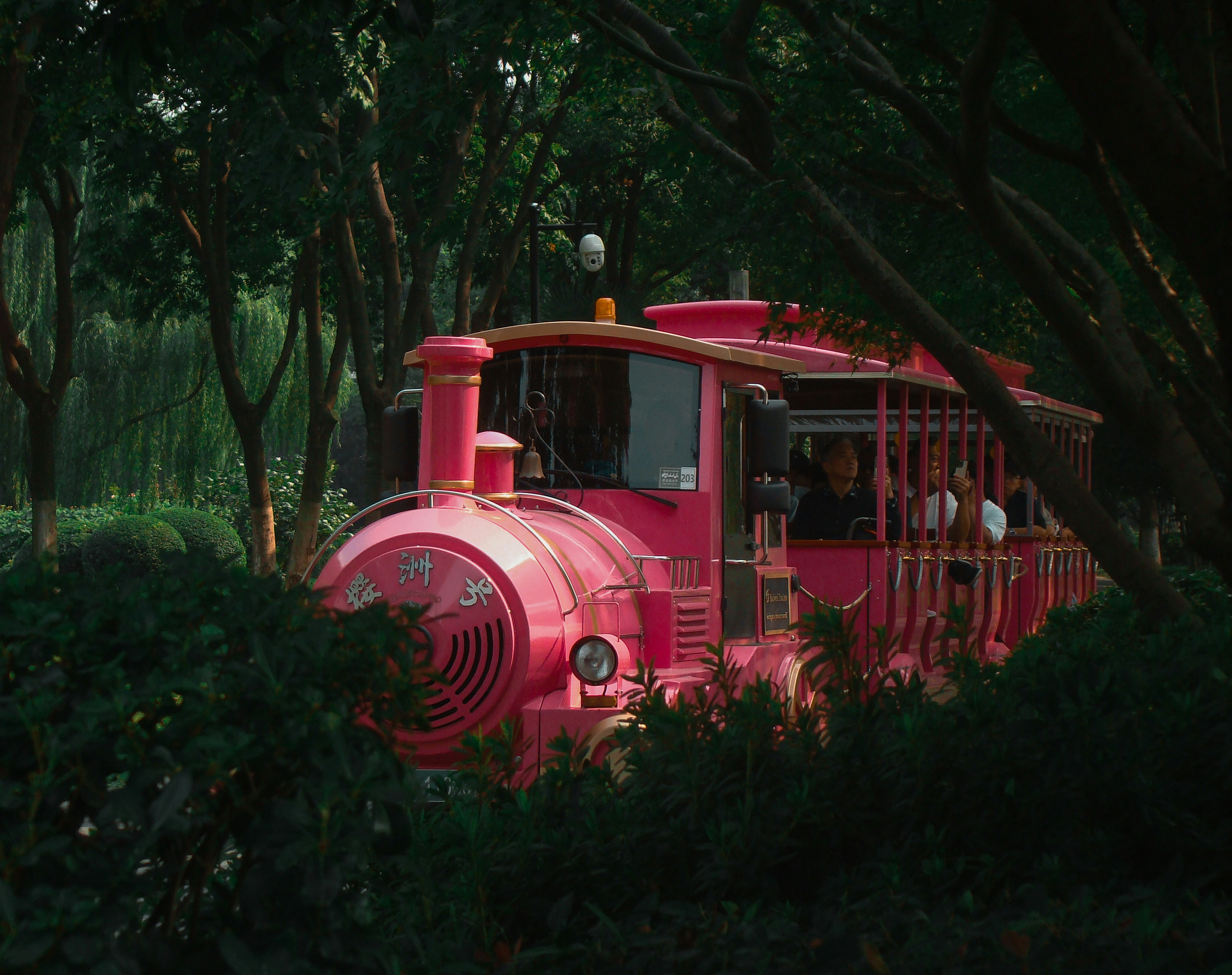 Pink Locomotive in a Quiet Canopy: A Train Framed by Foliage