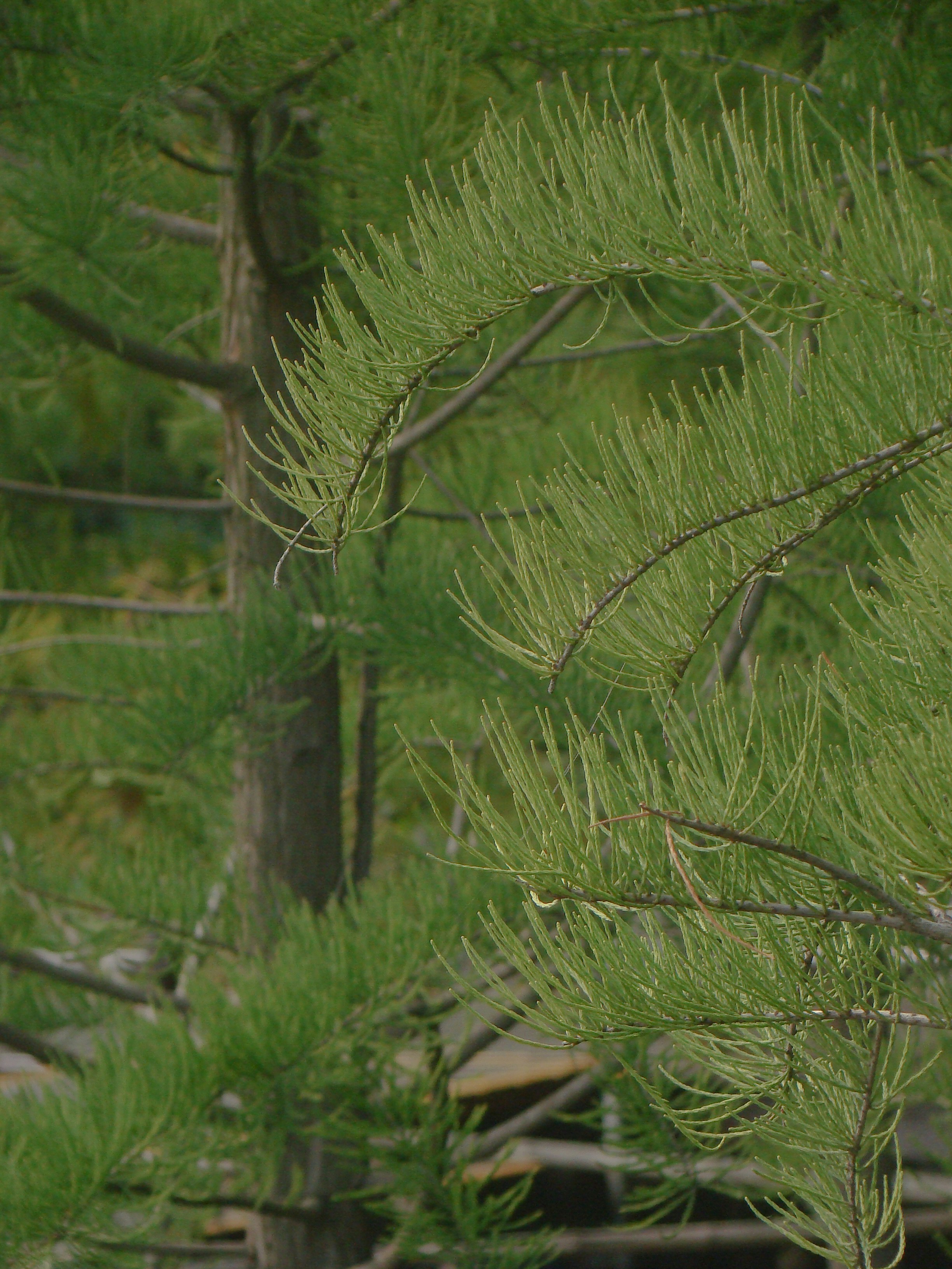 Curved Pine Fronds Framing a Quiet Green Scene