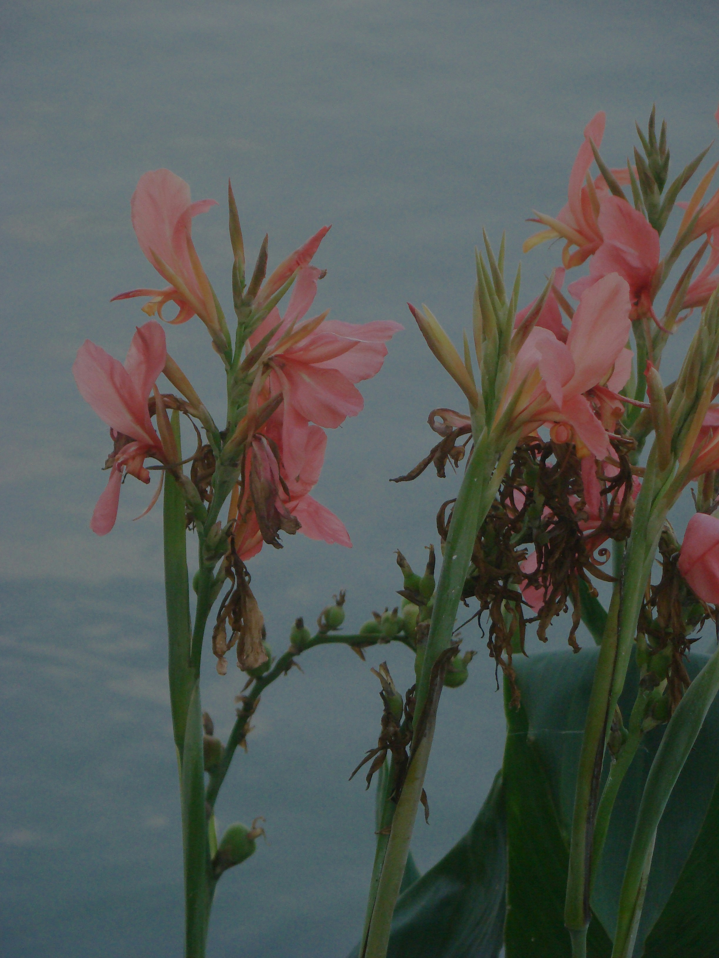 Photo by Yanping Ma with Sony Cyber-shot H9