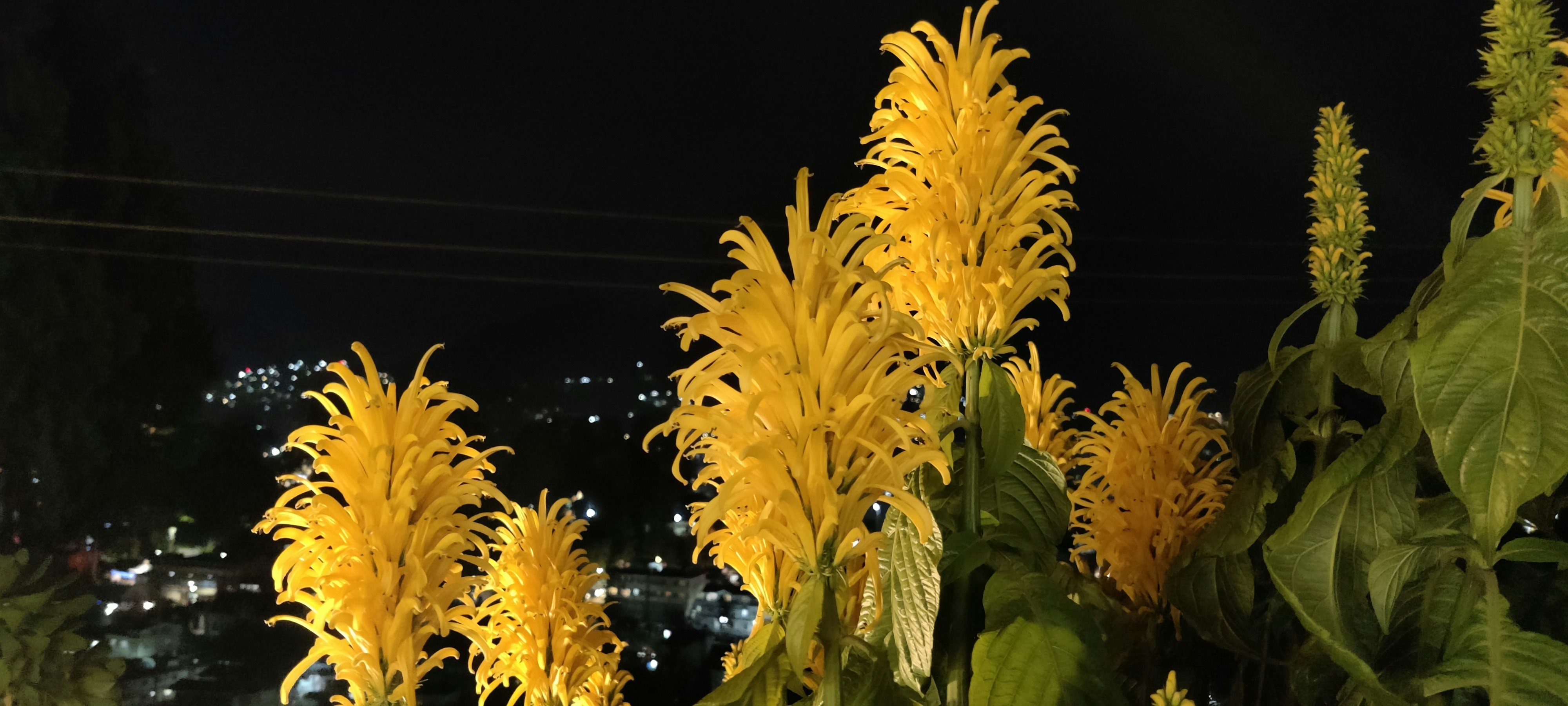 Golden Celosia Spires Against a Night City Glow