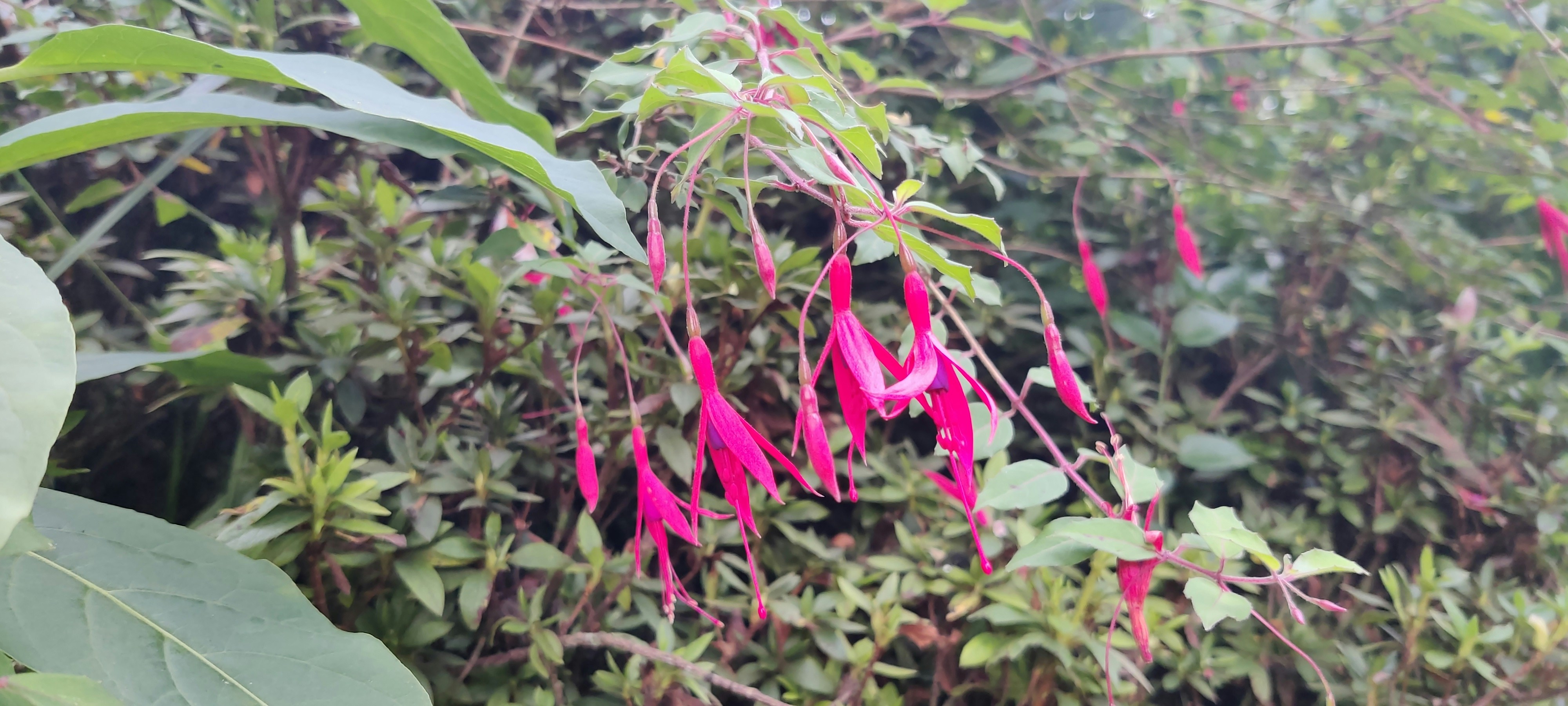 Un ramo de flores rosas colgando de un árbol foto – Imagen de Planta ...